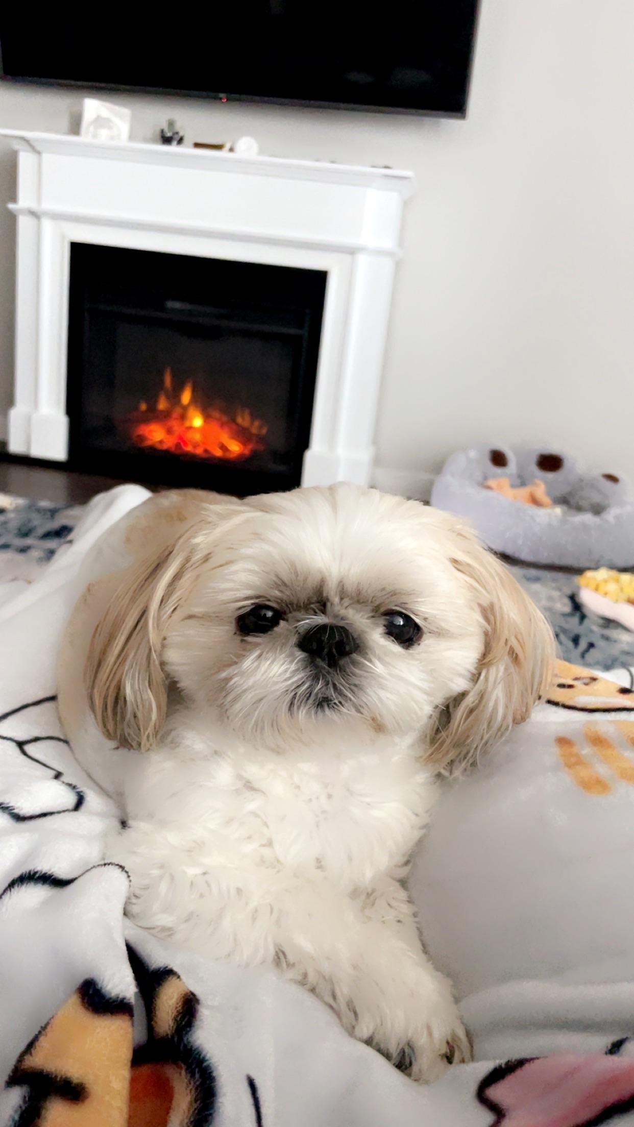 Discover more like Shihtzu: Pica’s mom watching and Related Content | Scrolller
