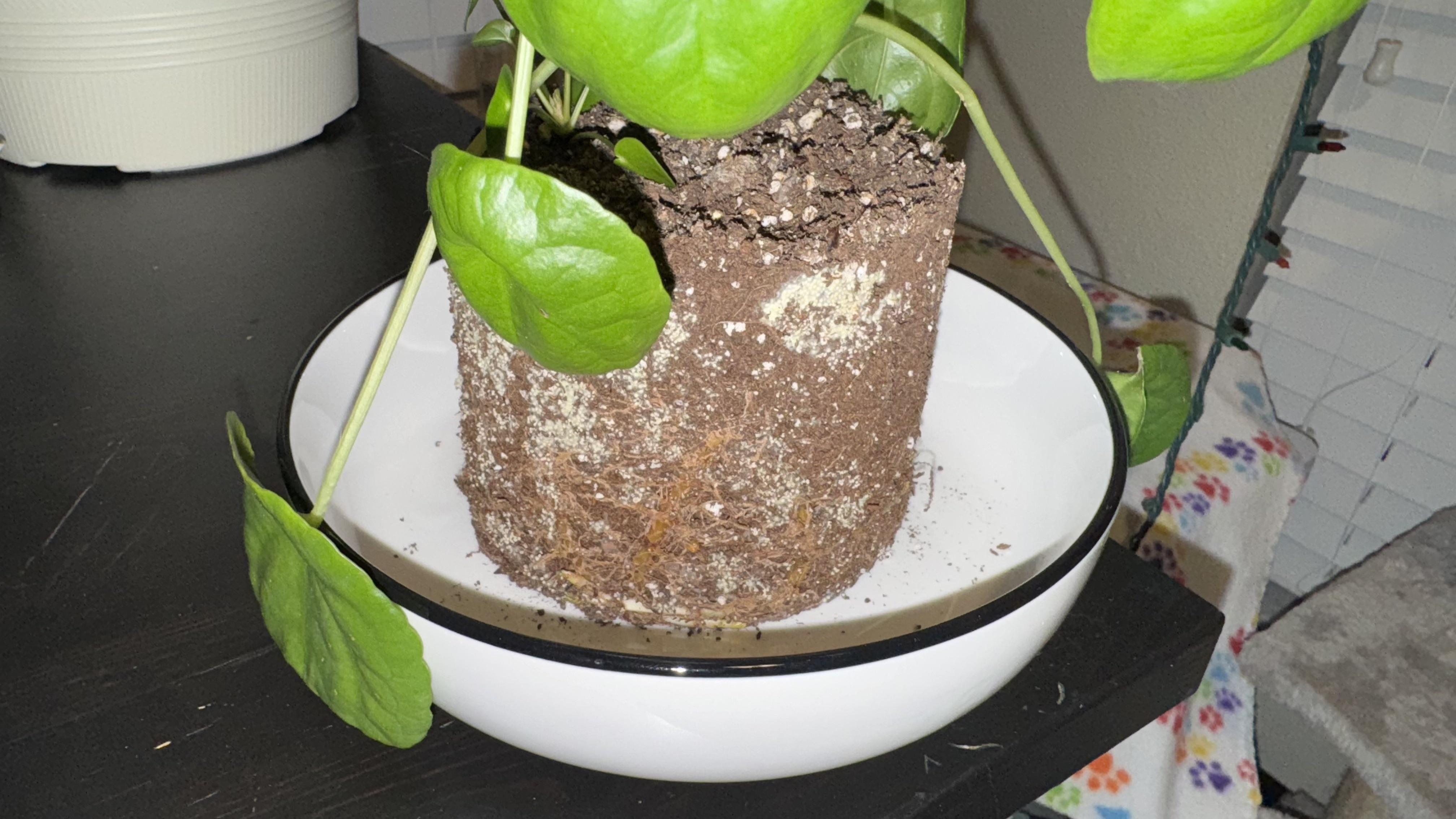 HELP: Chinese Money Plant has mold. How do I repot without contamination and save the plant ...