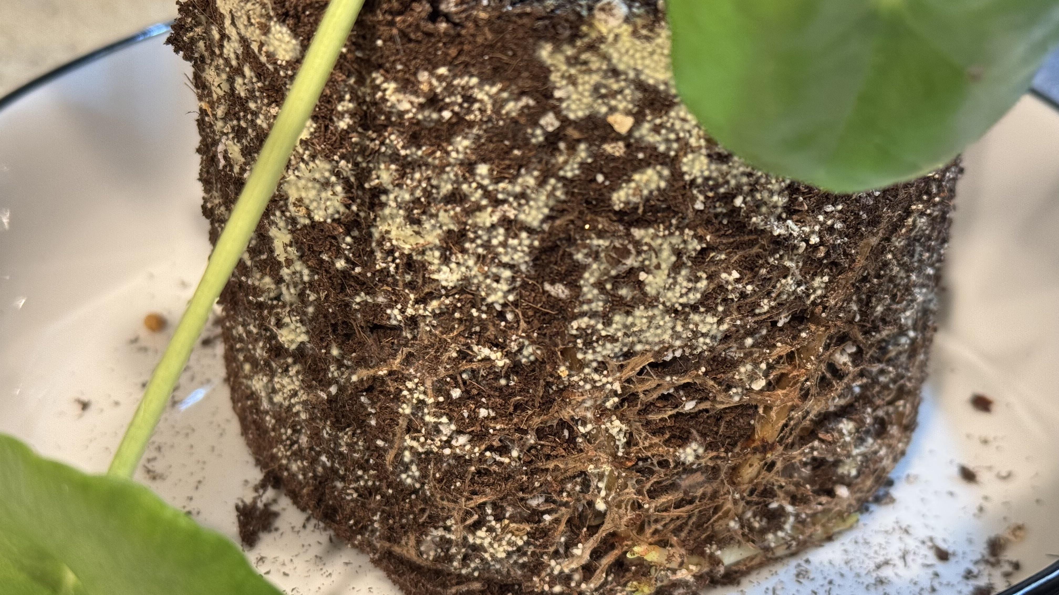 HELP: Chinese Money Plant has mold. How do I repot without contamination and save the plant ...