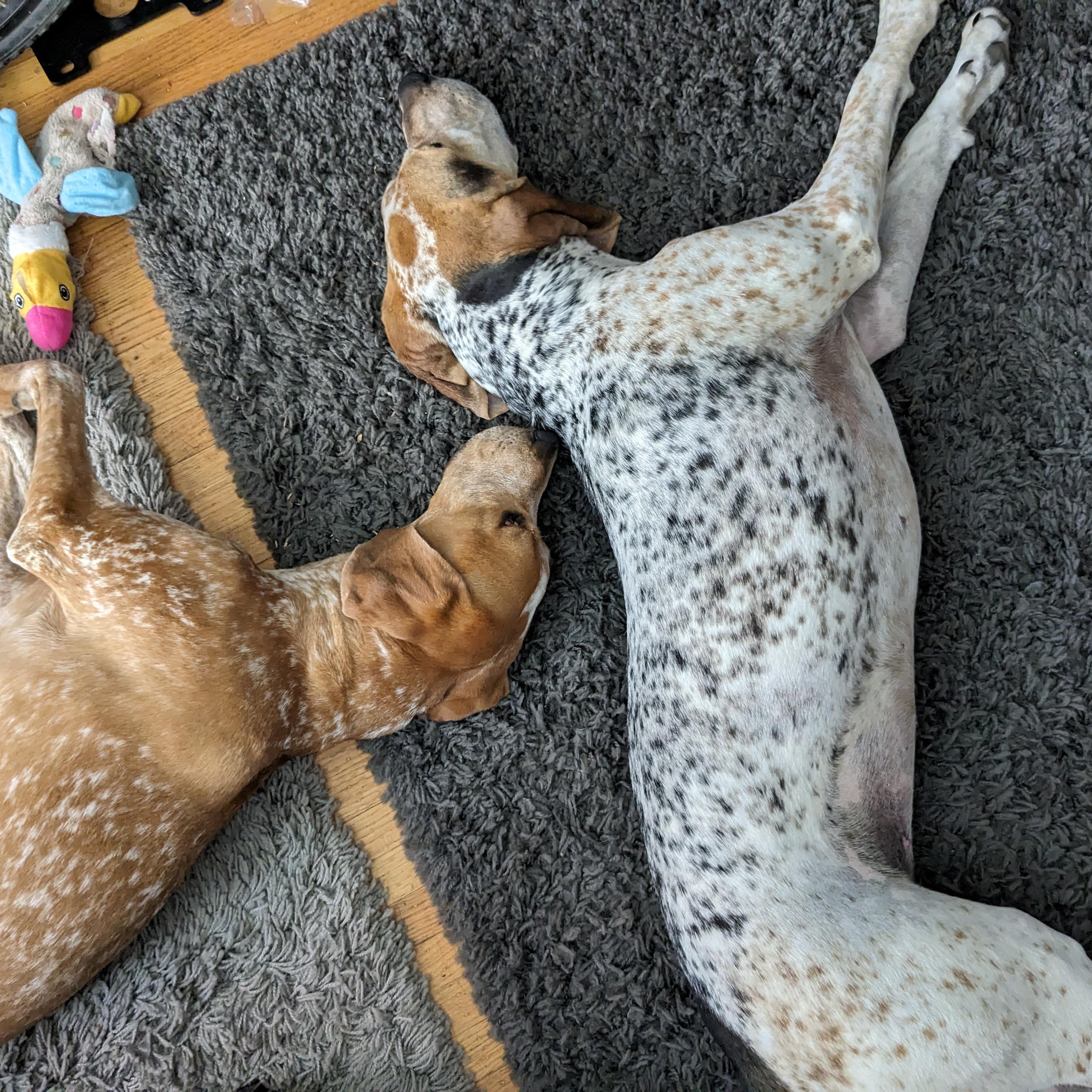 Inseparable Hounds | Scrolller