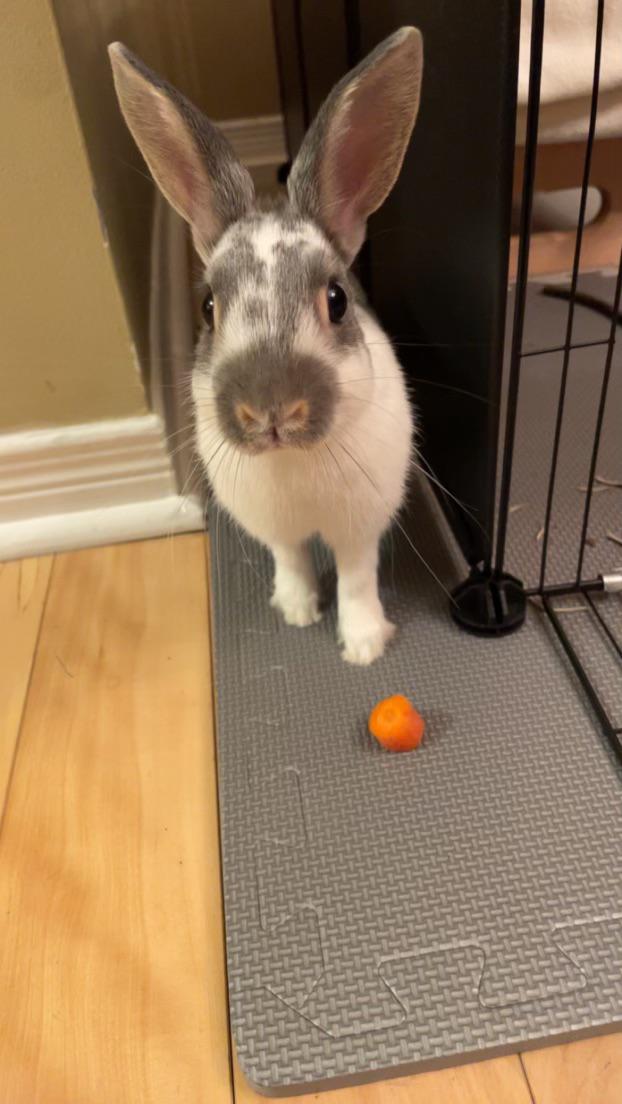 Help with breed ID! | Scrolller