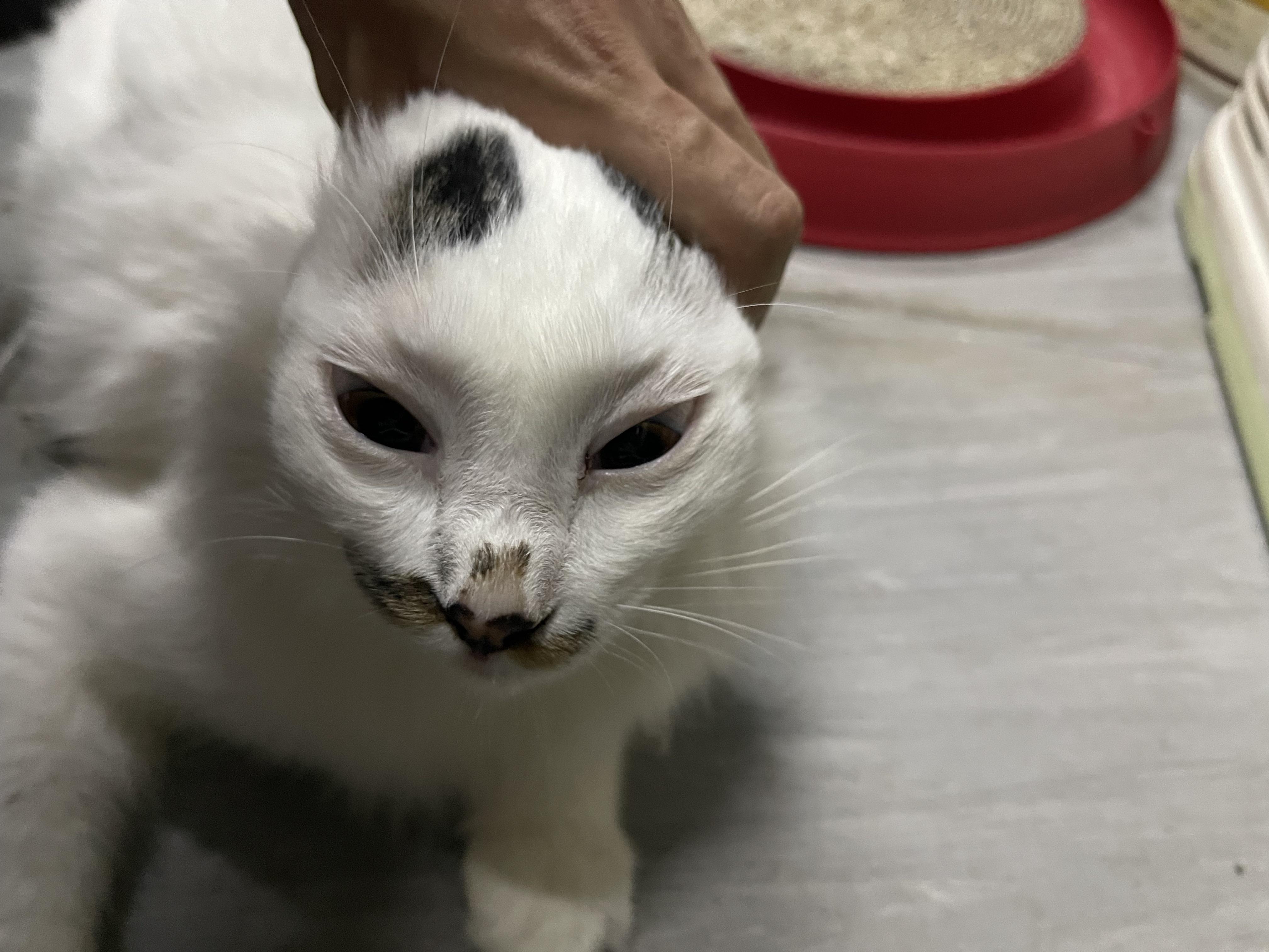 Get Turkish Van Stremtched idiot 🐱 | Scrolller