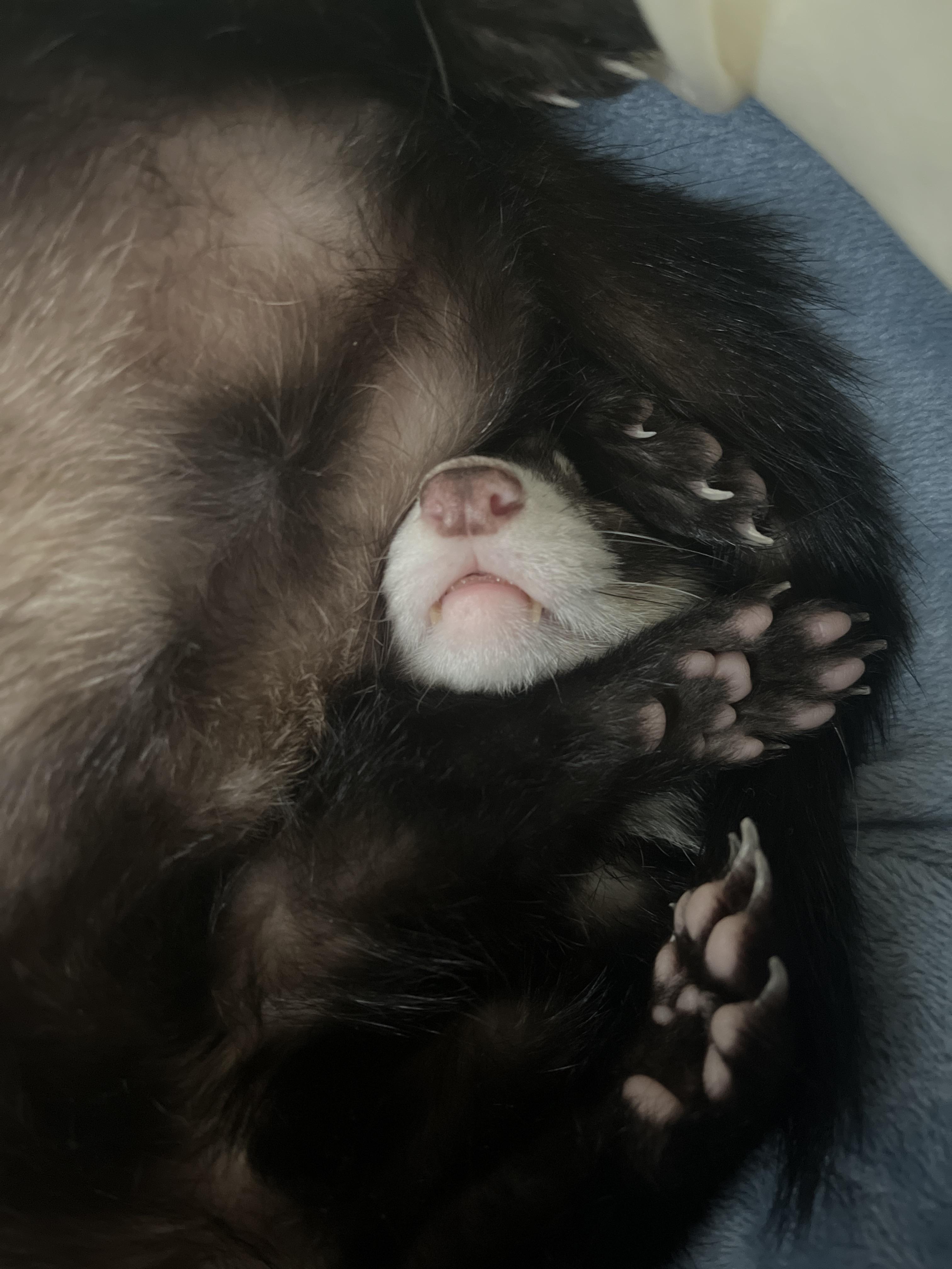 Handsome blep | Scrolller