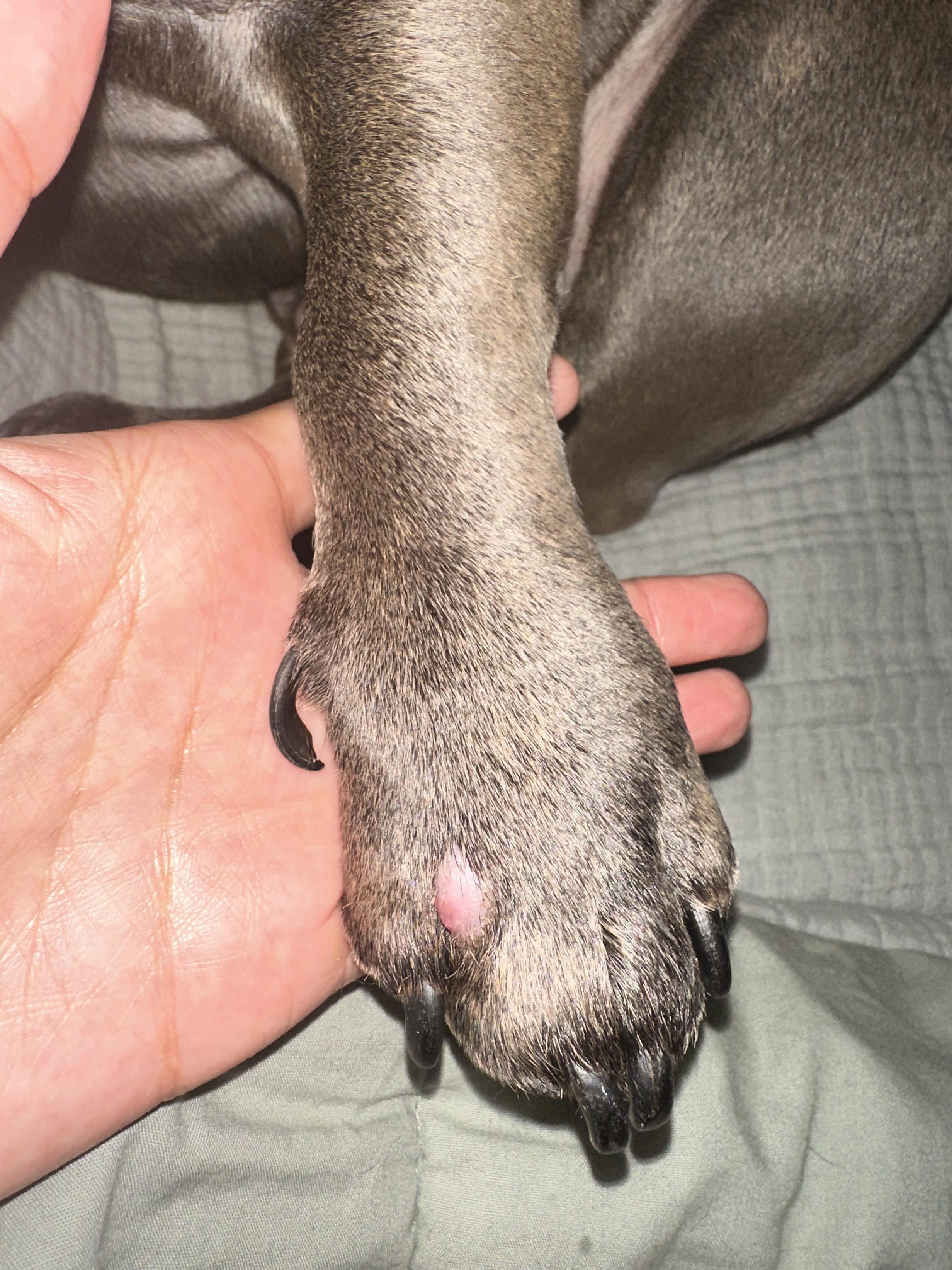 Bump on Frenchie’s Paw | Scrolller