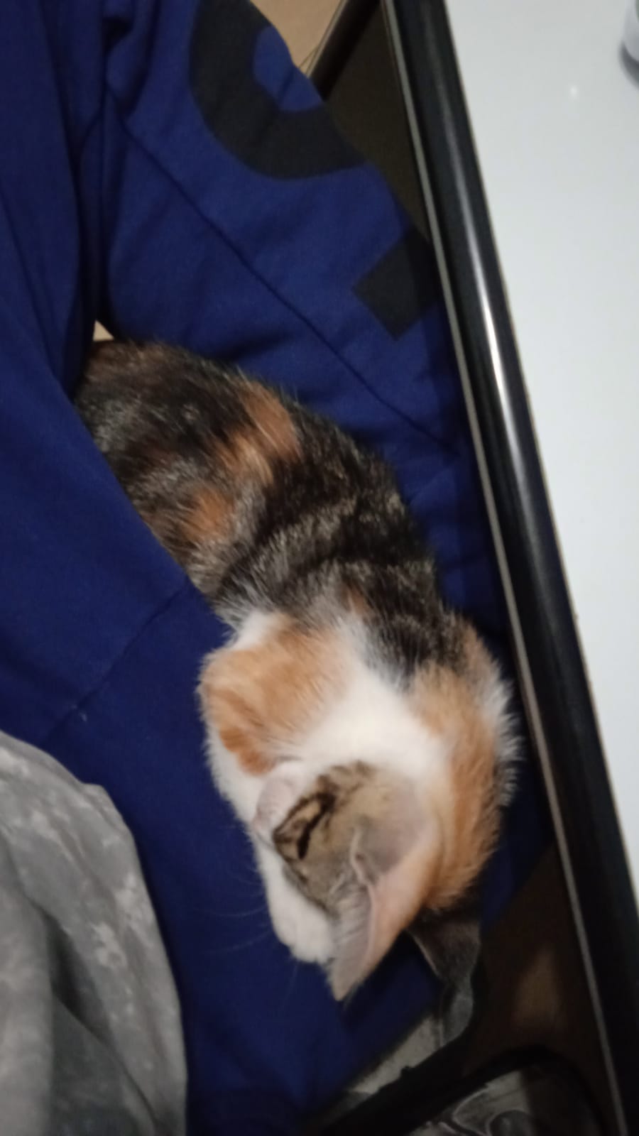 Some of my favorite cats | Scrolller