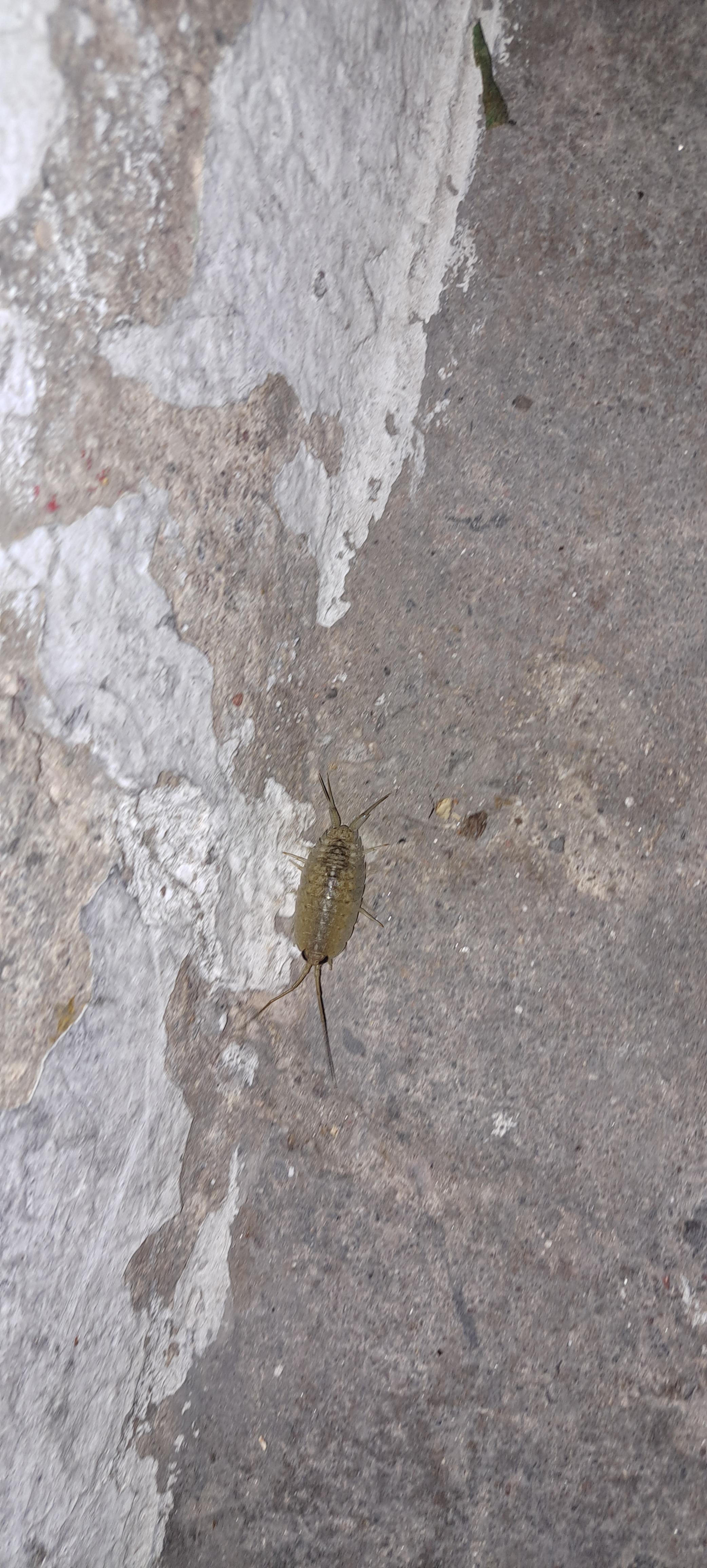 What is this sea fairing creature? | Scrolller