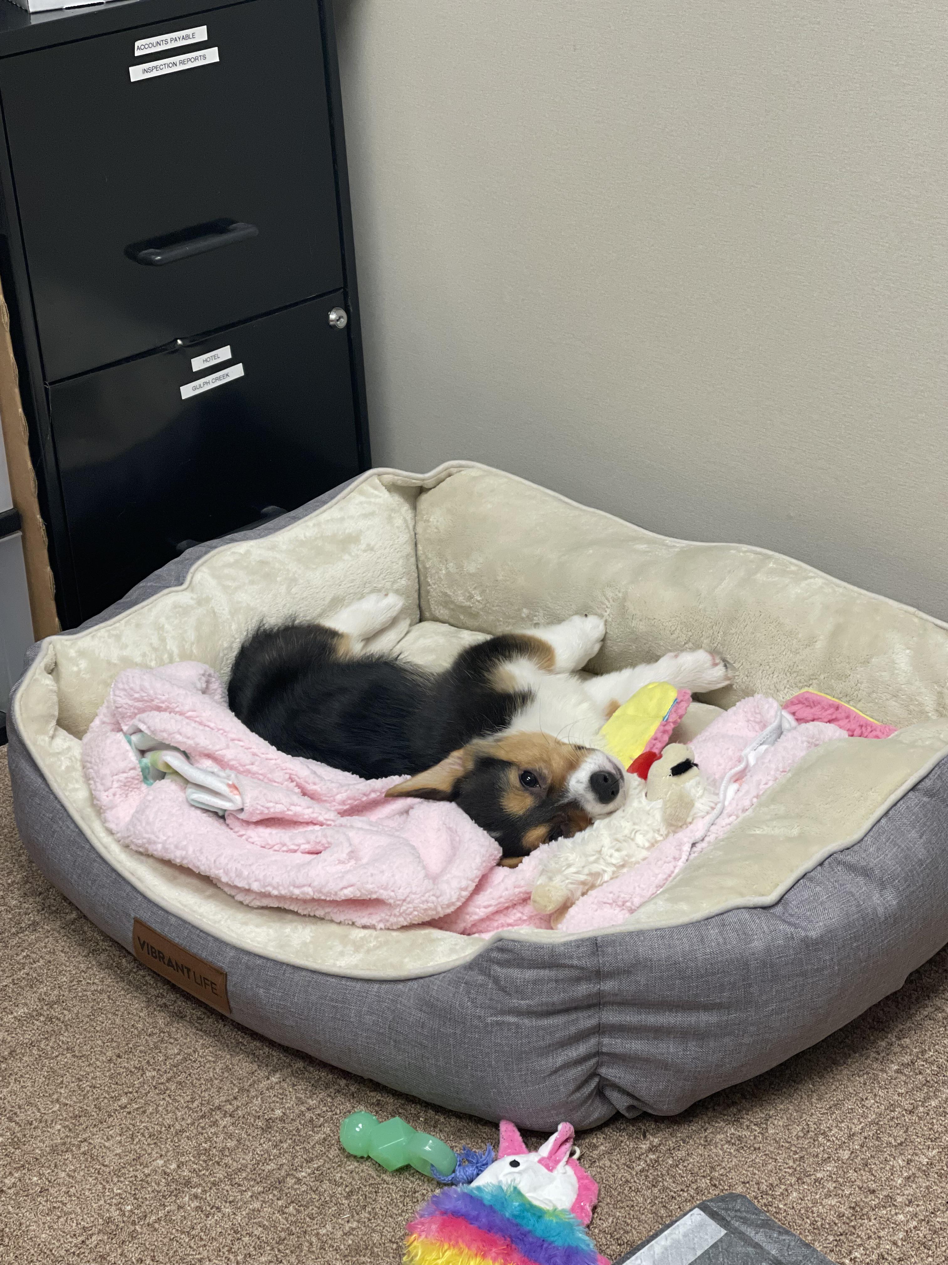 Hi Friends, I’m Bean. | Scrolller