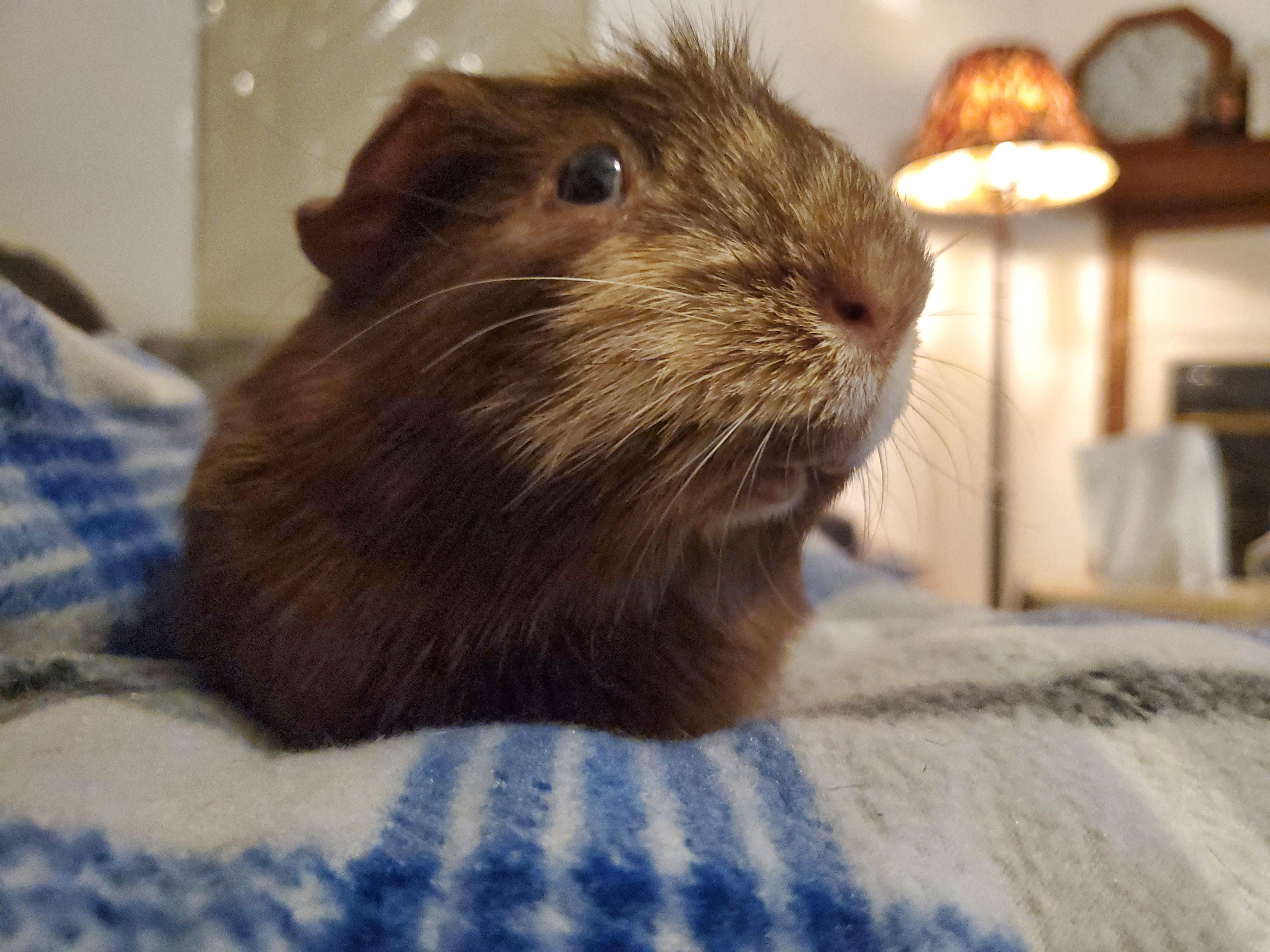 Long-term sludge issues and urine scald - story and treatment in the comments | Scrolller