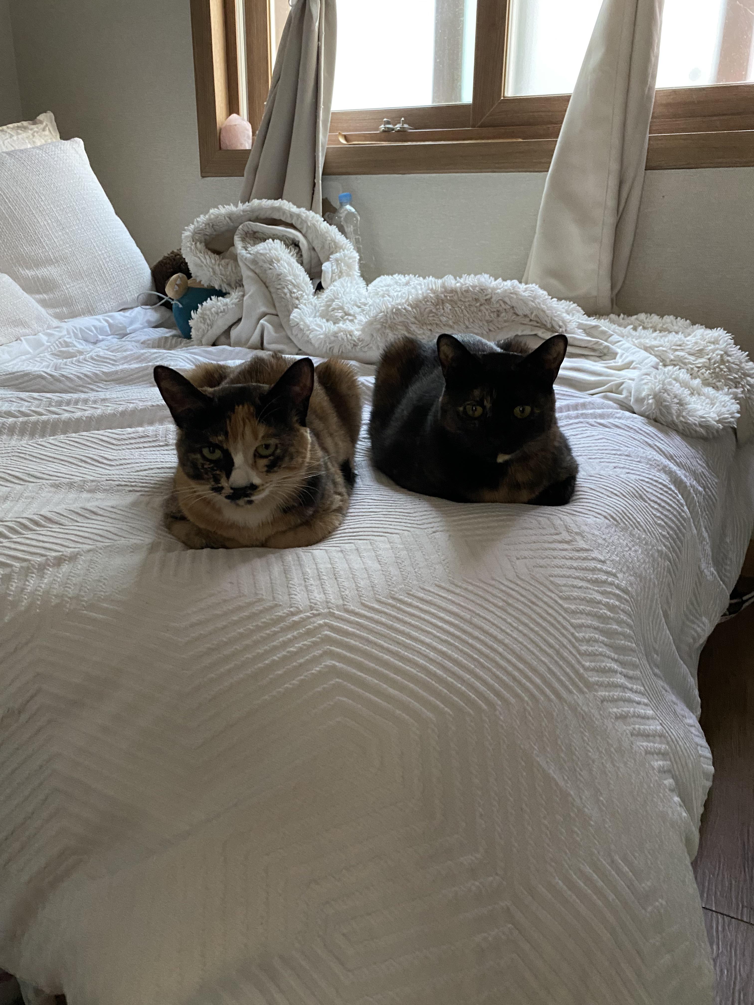 Double loaf. | Scrolller