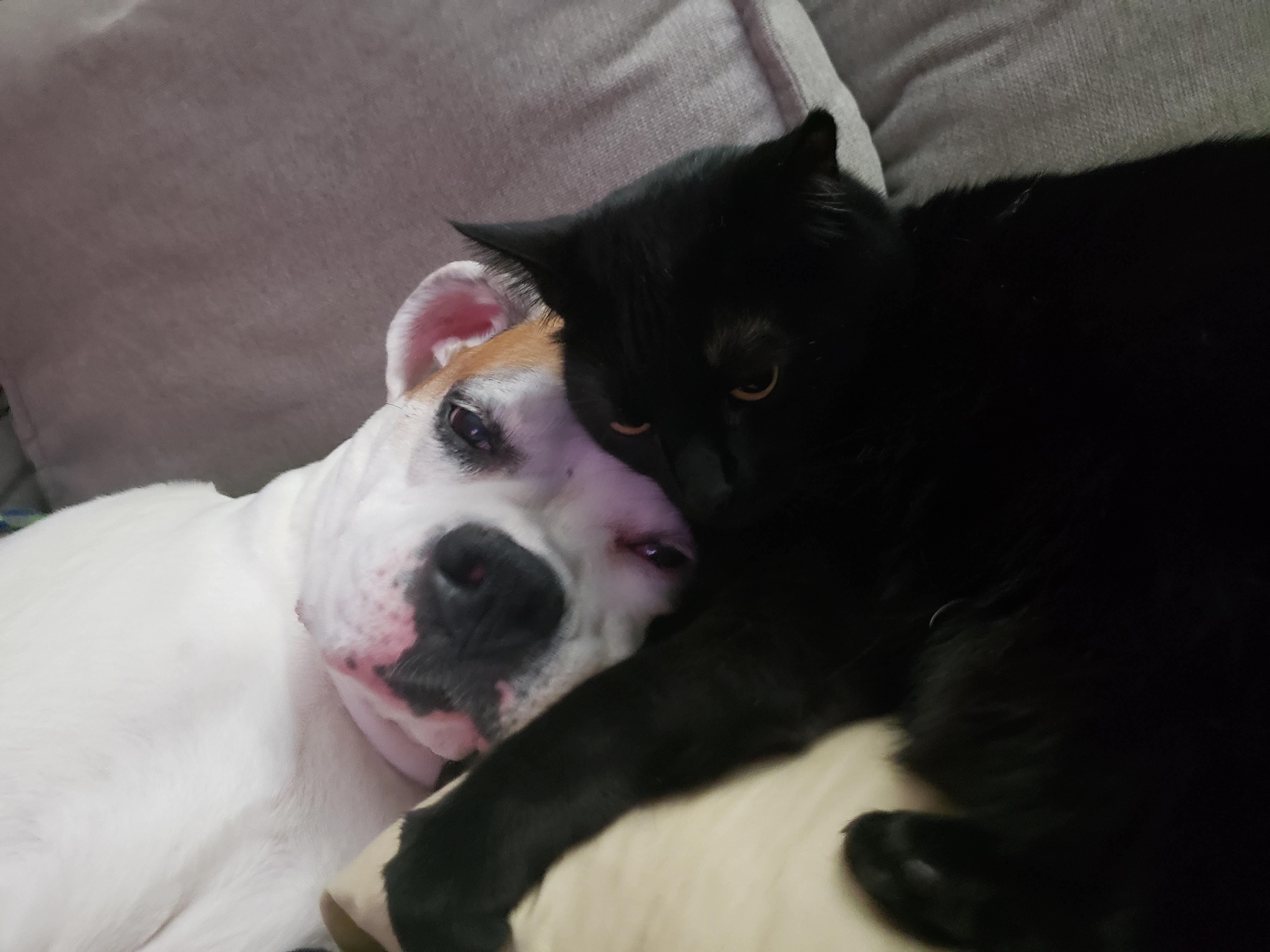 (OC) lil boop snuggling up with Presley | Scrolller