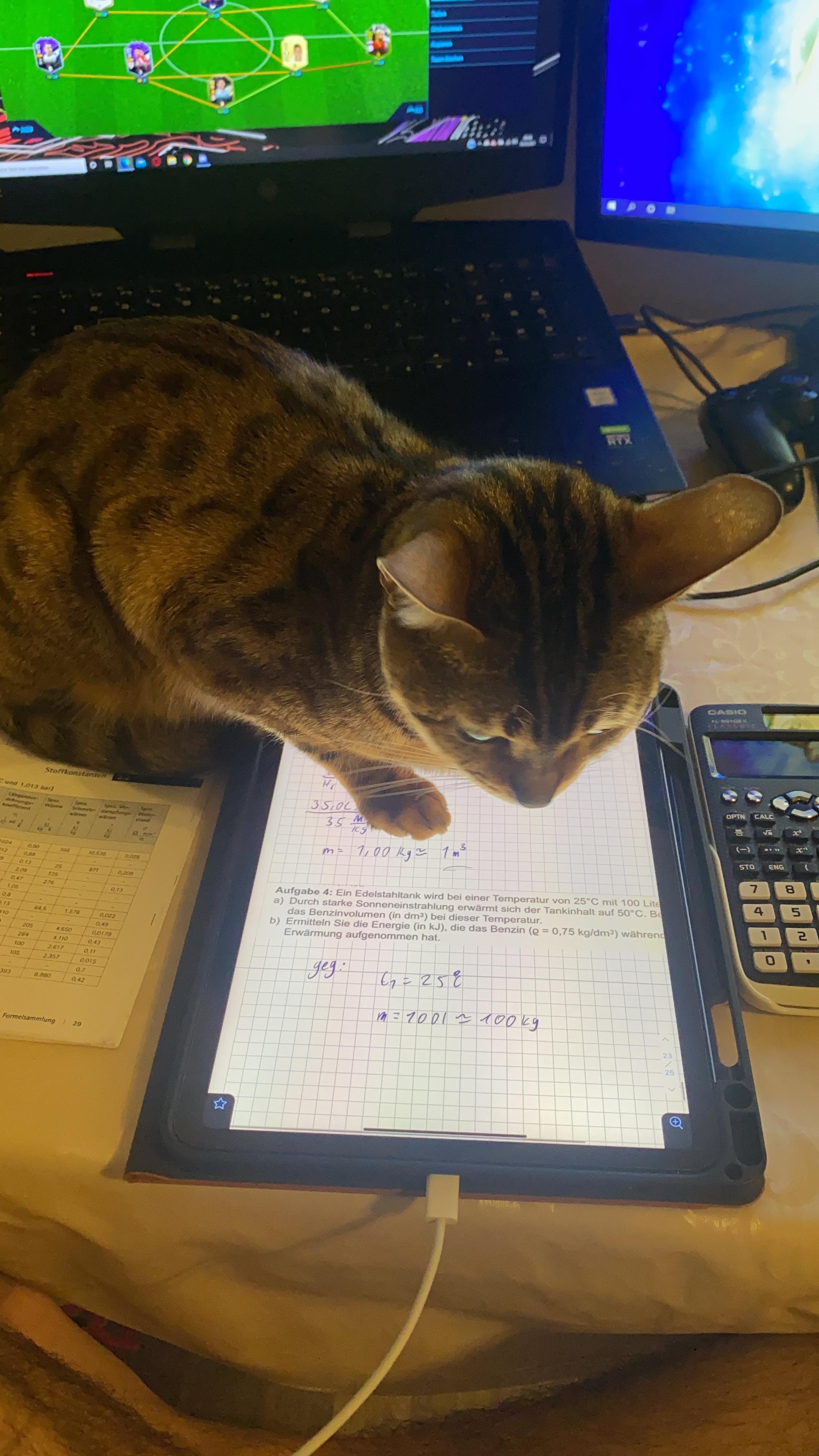 Smart cat solving math problems | Scrolller