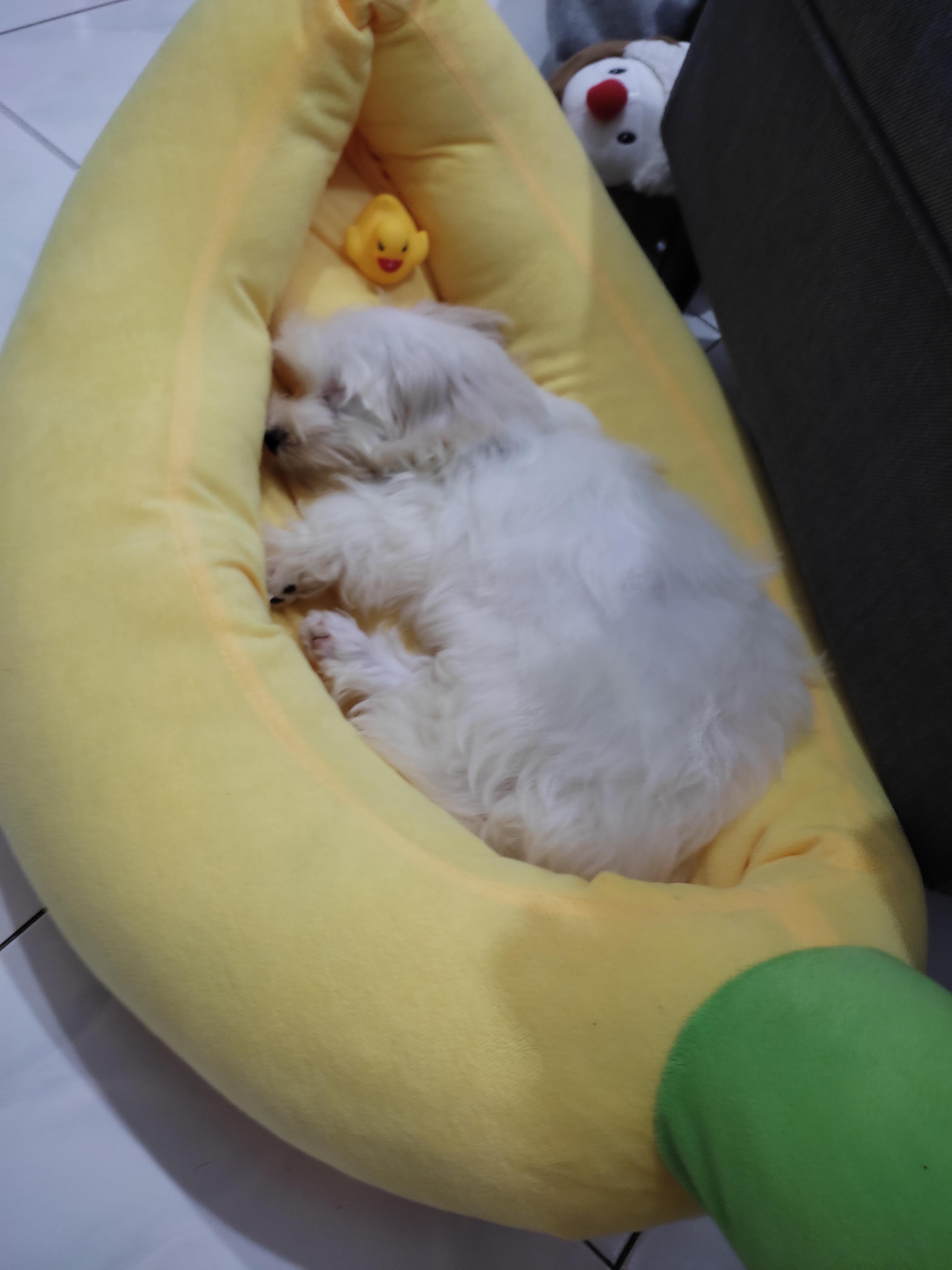 Discover more like Aww: Banana dog (OC) and Related Content | Scrolller