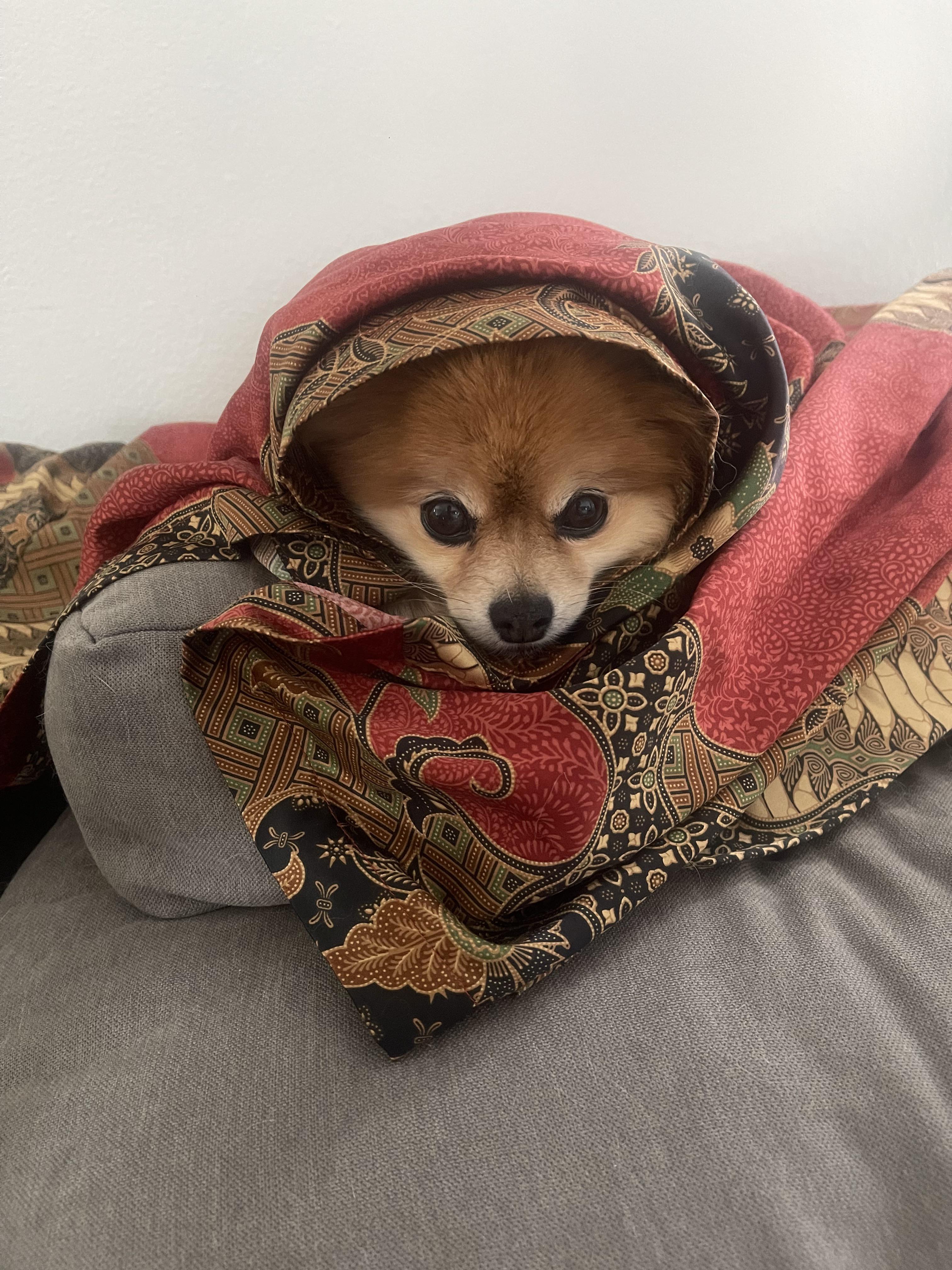 My little mouse | Scrolller