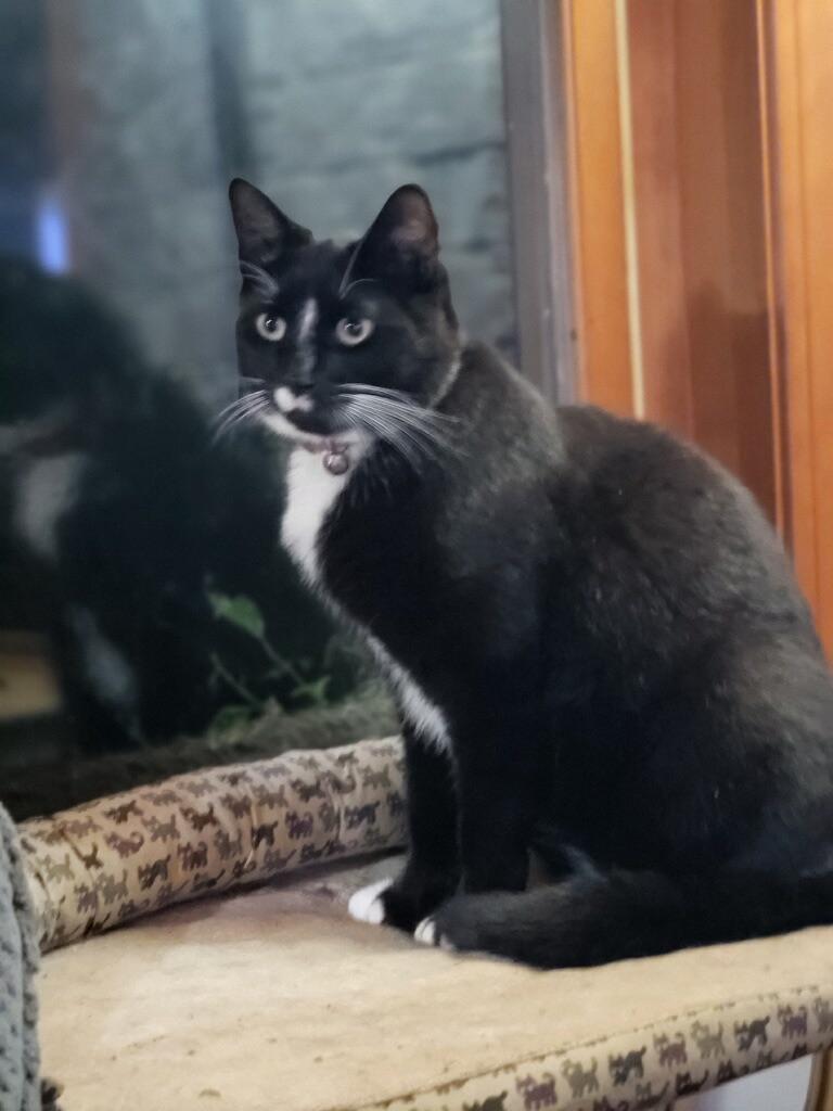 Dash on his cat perch, now and then | Scrolller