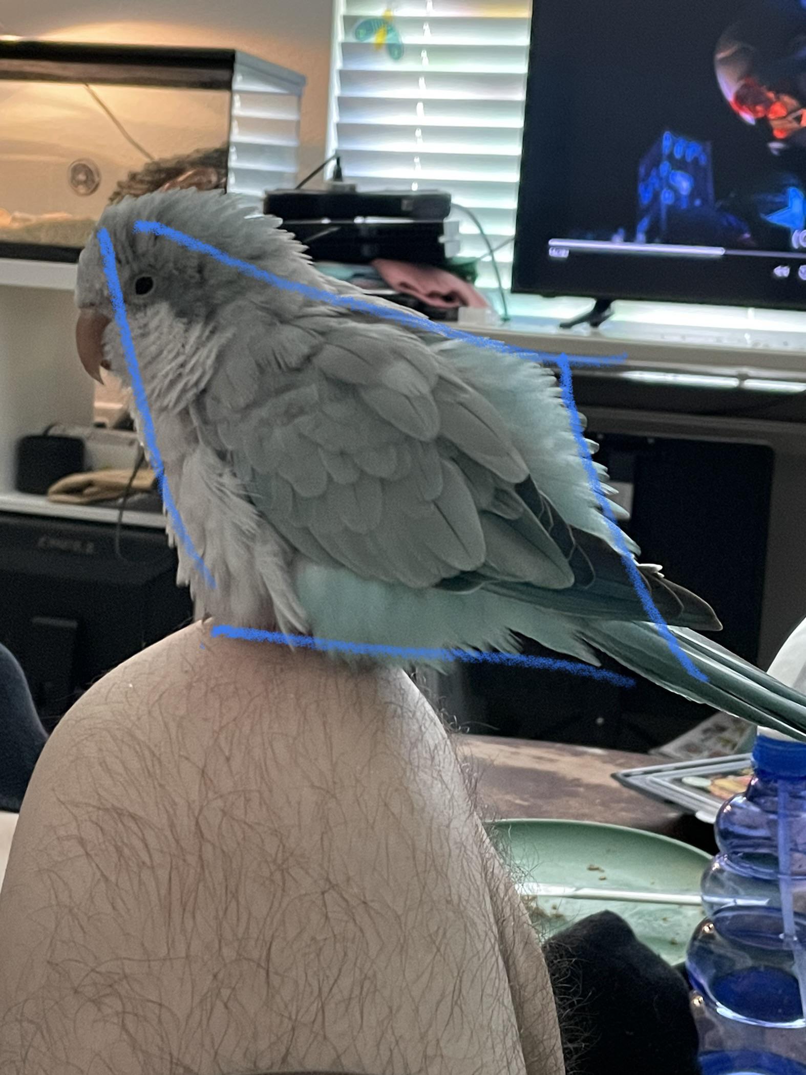 Discover more like Parrots: My borb is secretly a rhombus. Rhomborb? and Related Content | Scrolller