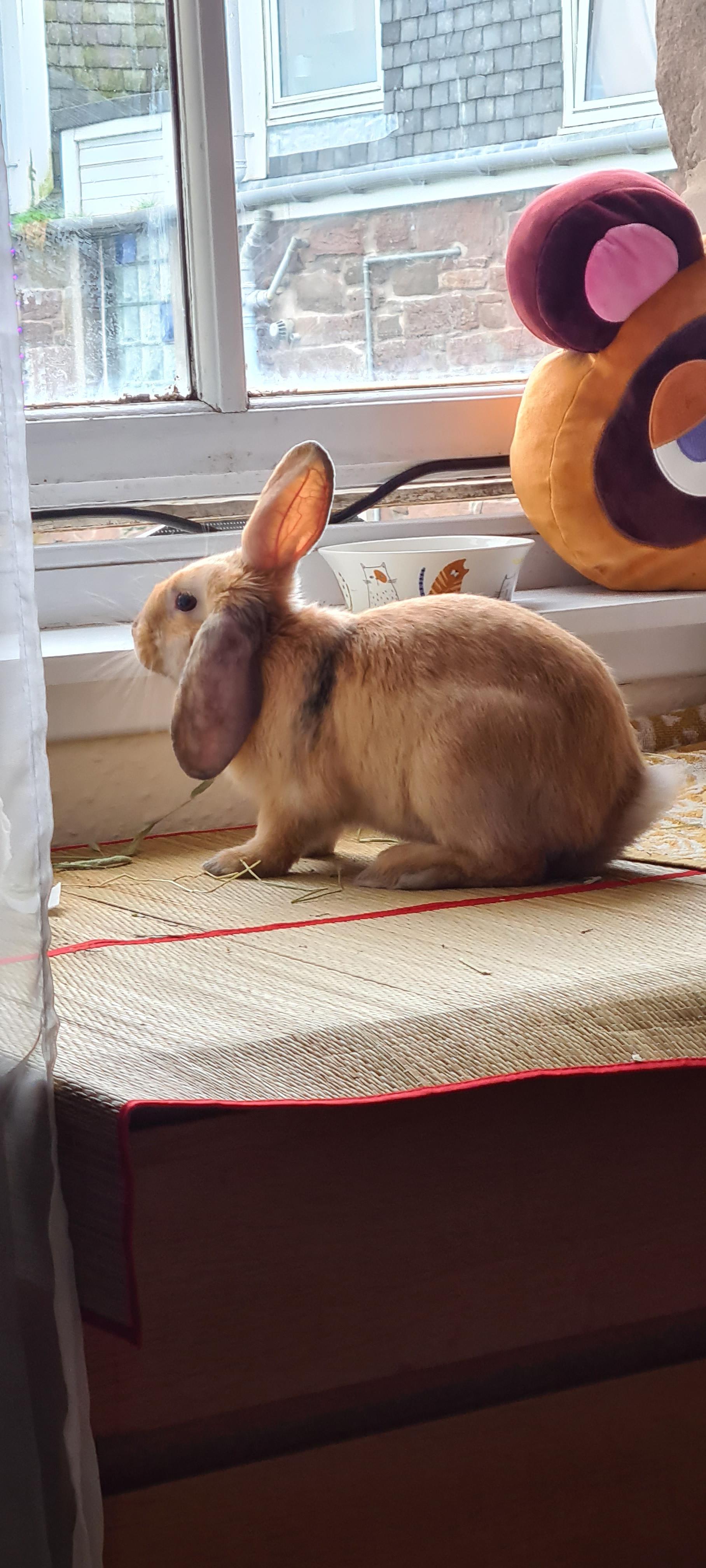 Meet Noodle | Scrolller