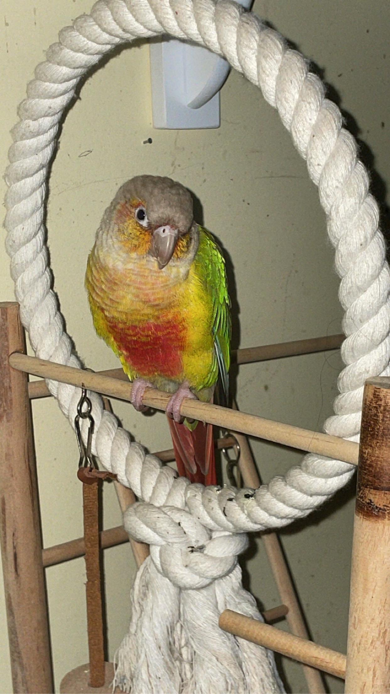 Our conure | Scrolller