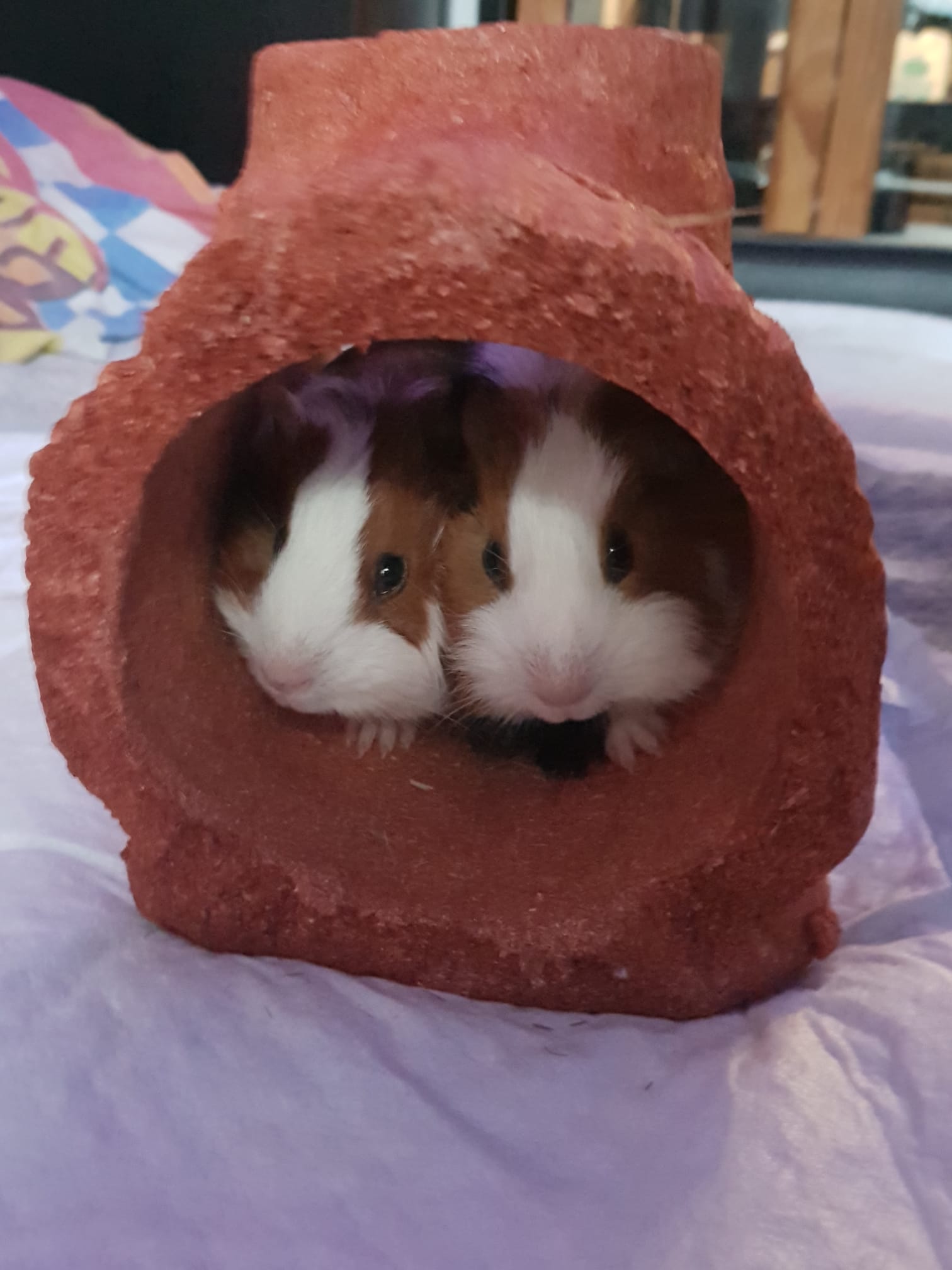 Koko and lily (aka drama and D) | Scrolller