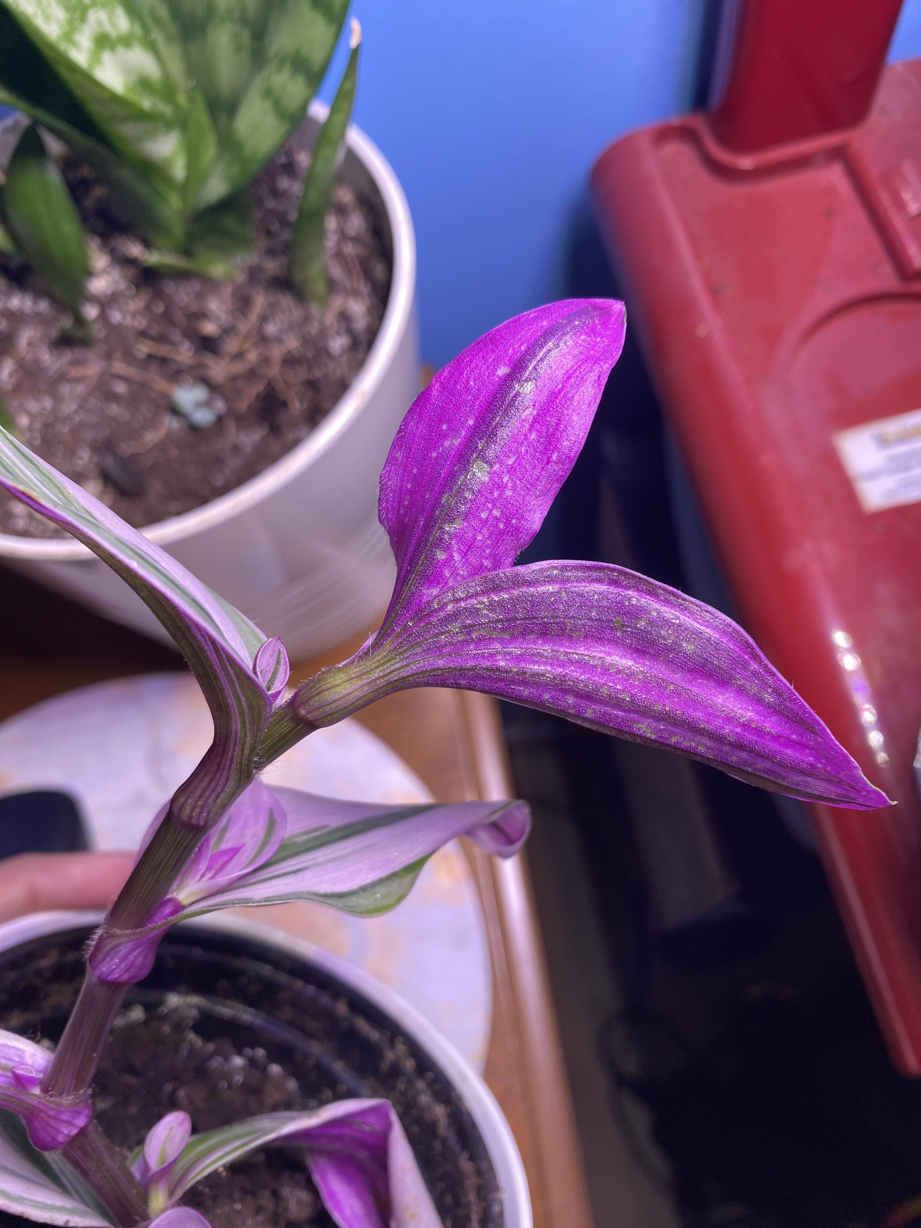 Questions about a few of my plants: | Scrolller