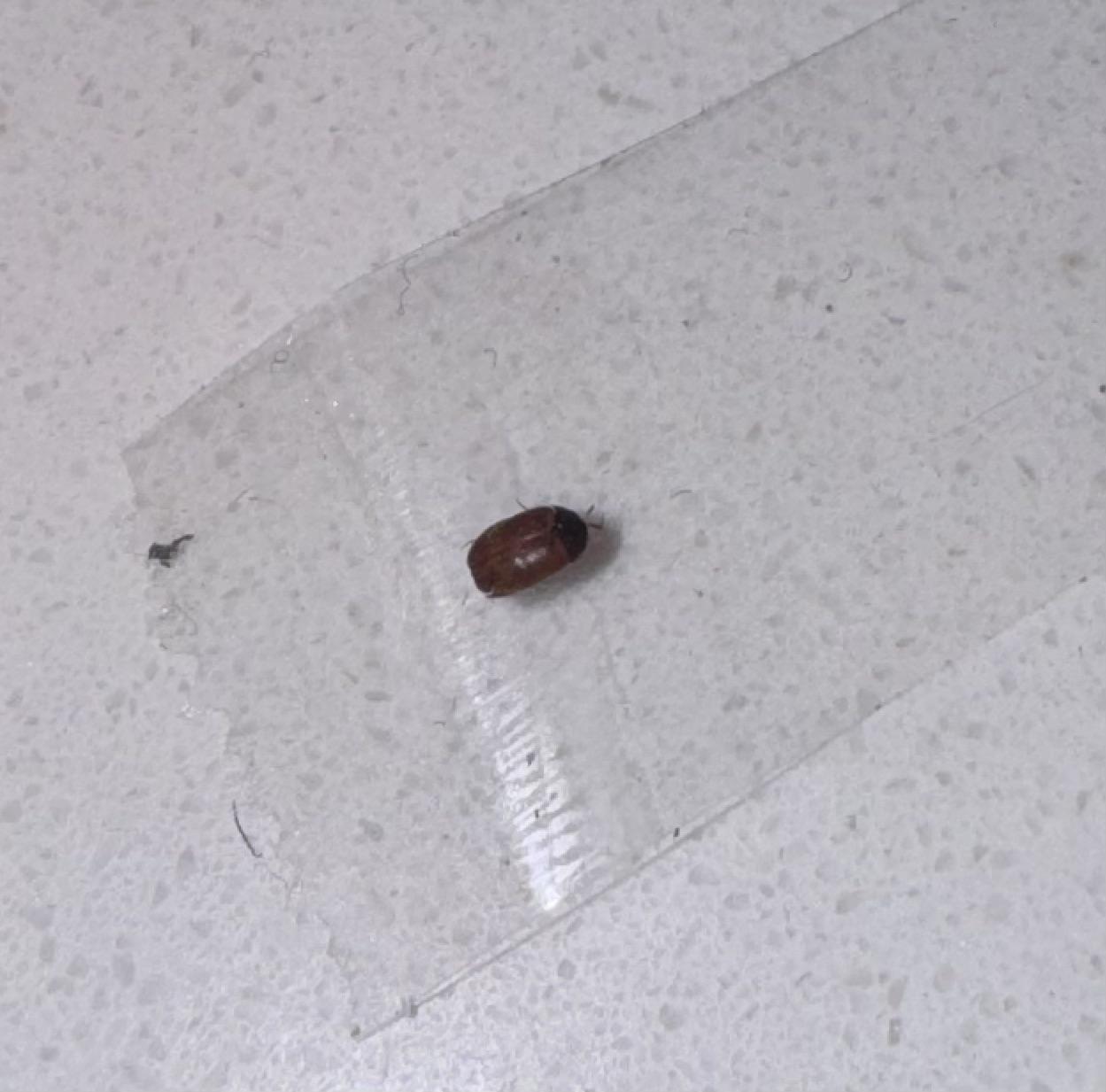 Help :( is this a bed bug | Scrolller