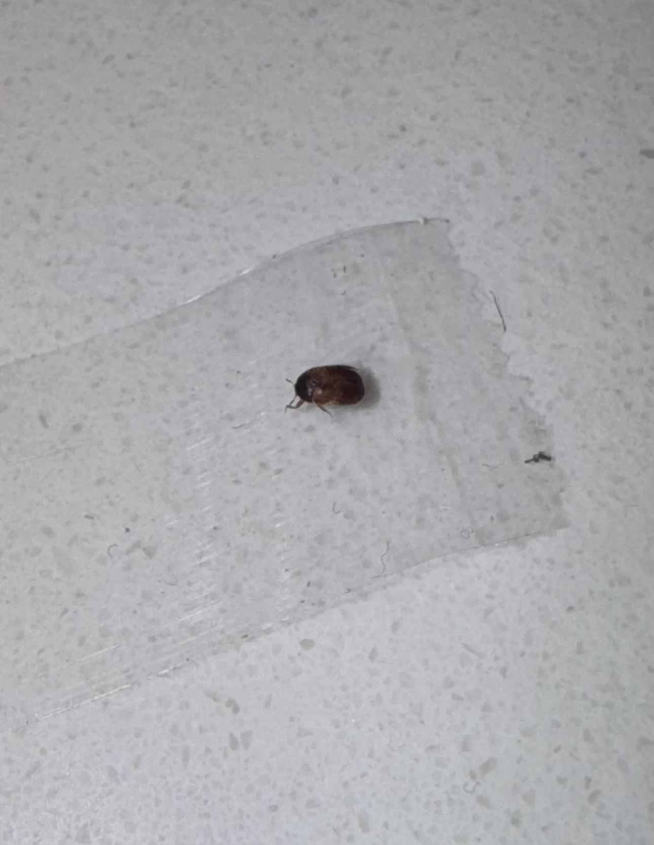 Help :( is this a bed bug | Scrolller