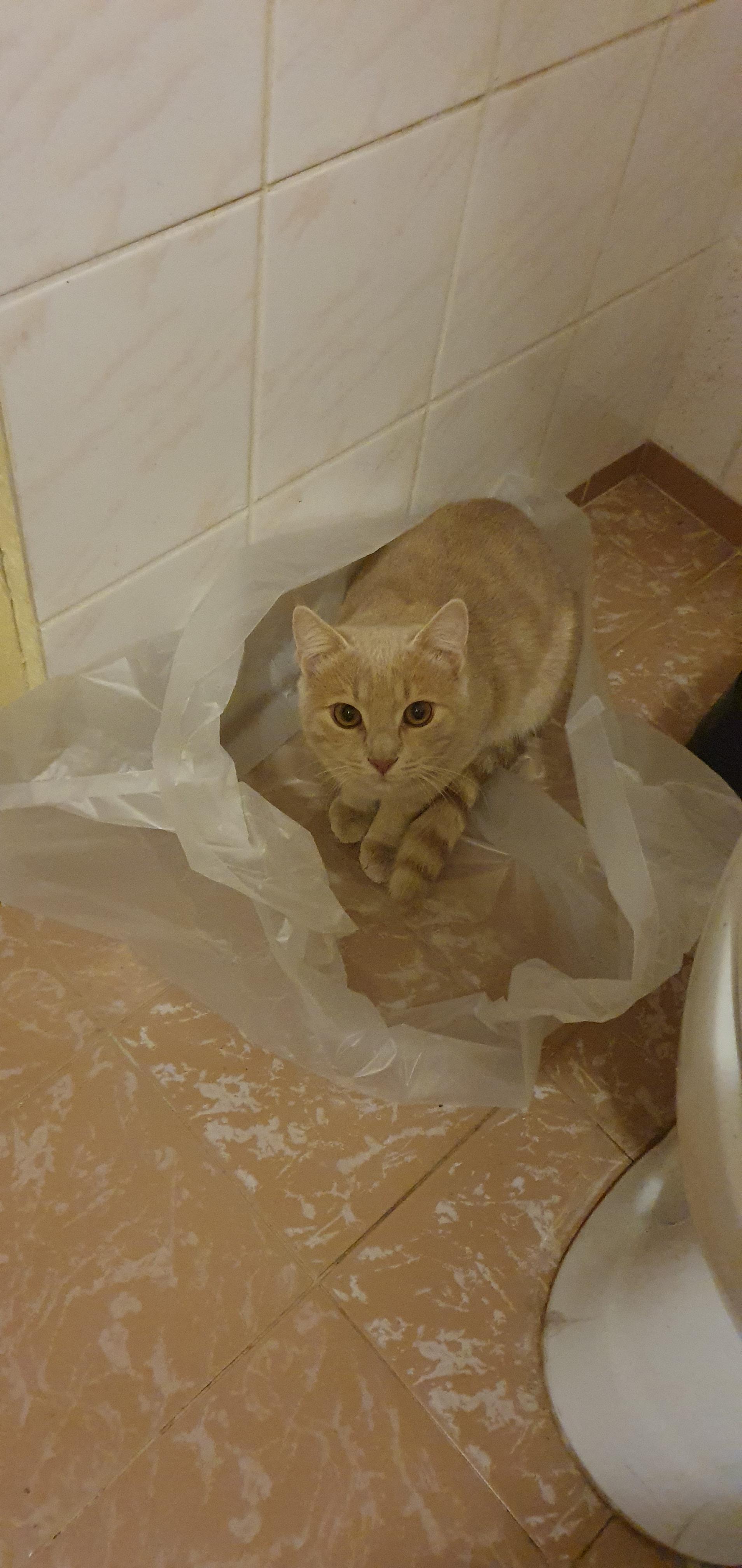 Simba has been caught | Scrolller