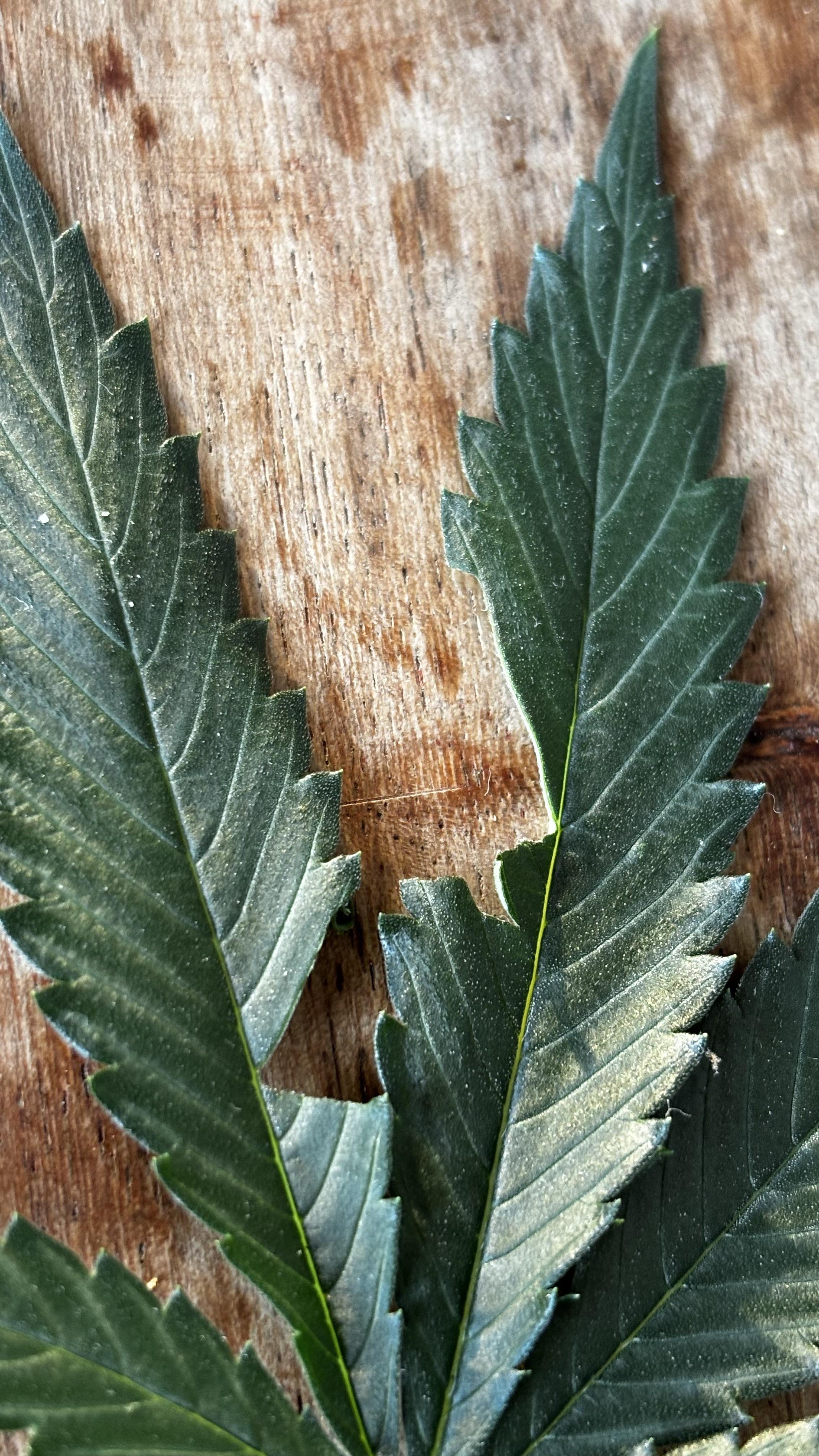 Discover more like Microgrowery: What is causing this damage? and Related Content | Scrolller