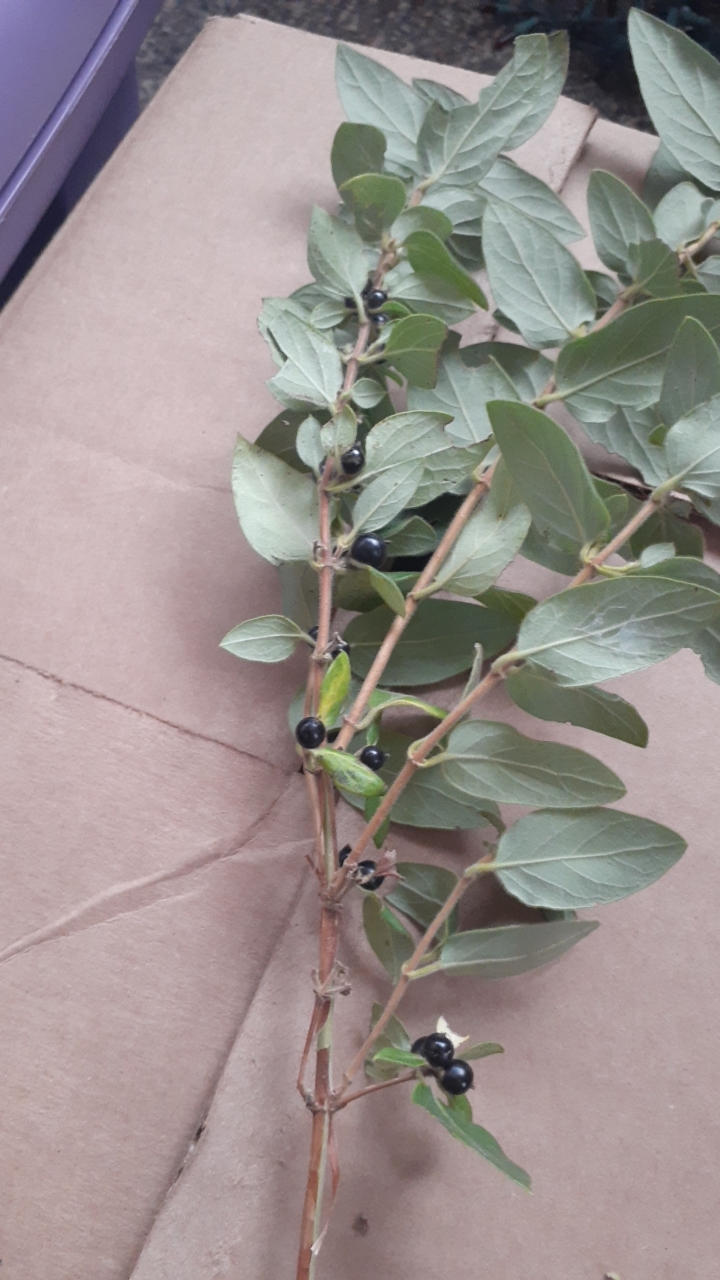 Unknown Bush in my front yard | Scrolller