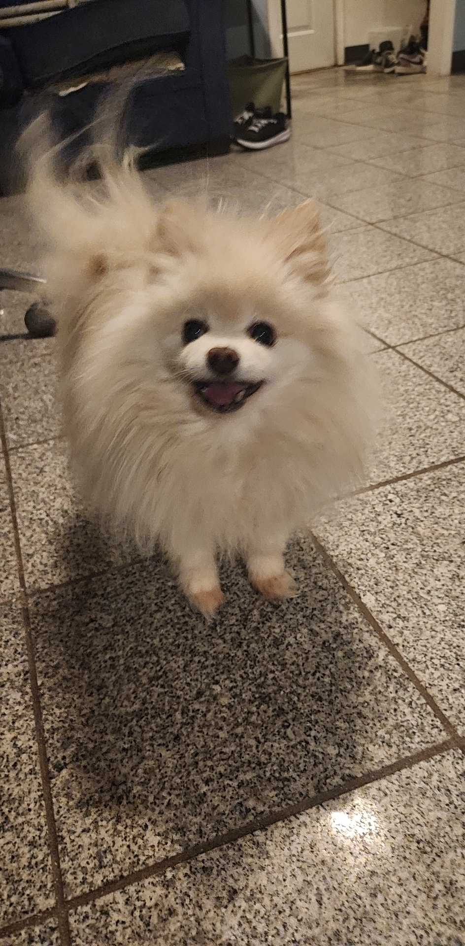 My trio of pups! 2 Poms & a Pit | Scrolller