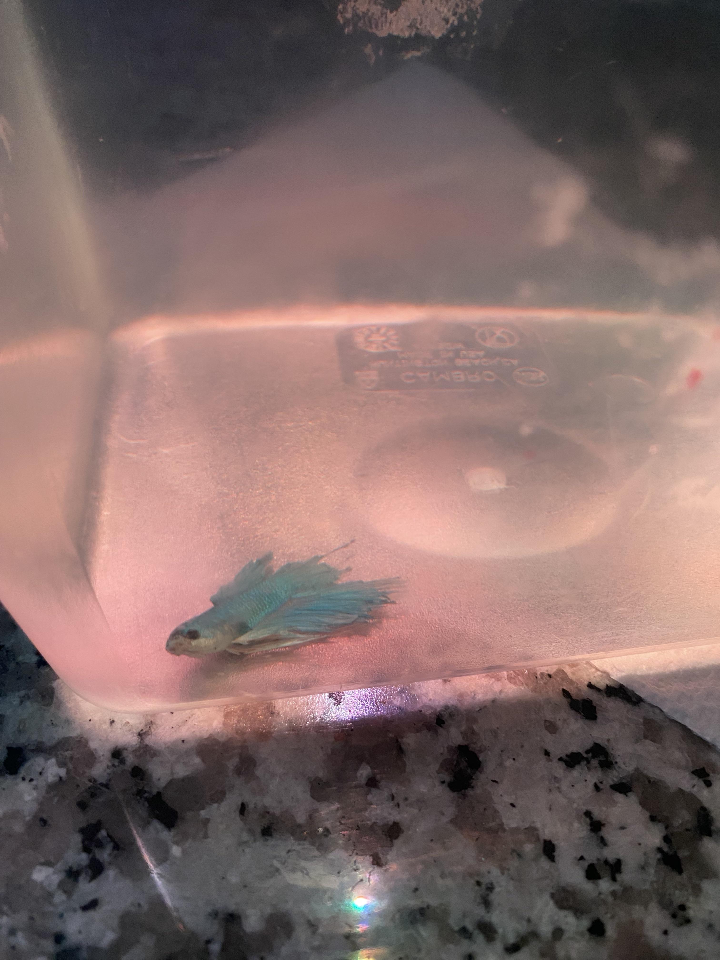 Help! My Betta is not doing well! | Scrolller
