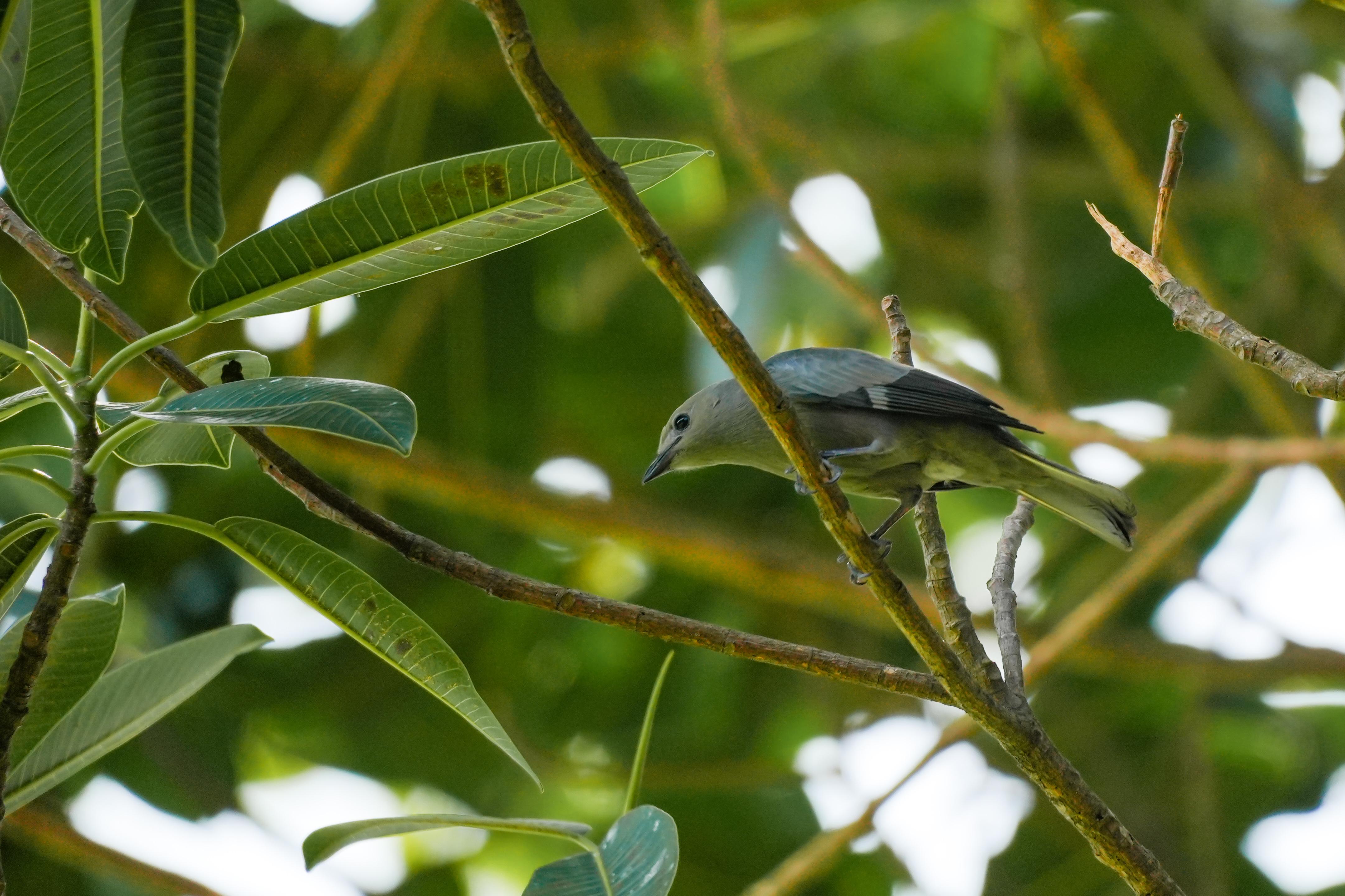 Blue Gray Tanger and a spider web | Scrolller