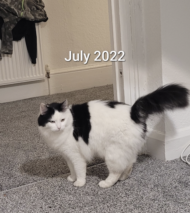 This is the evolution of my cat, Oreo! [OC] | Scrolller