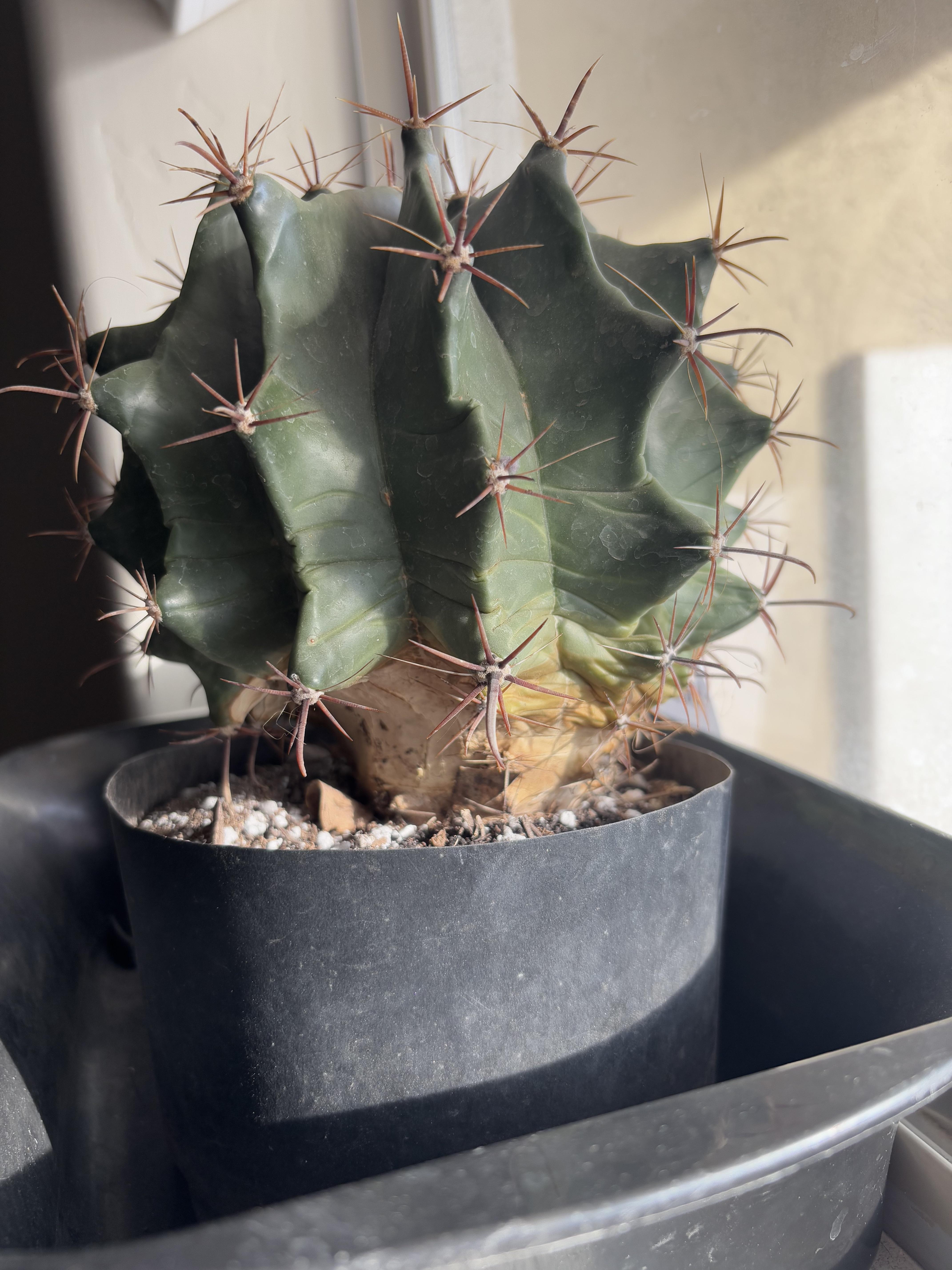 What is this yellow band around the base of my cactus? | Scrolller