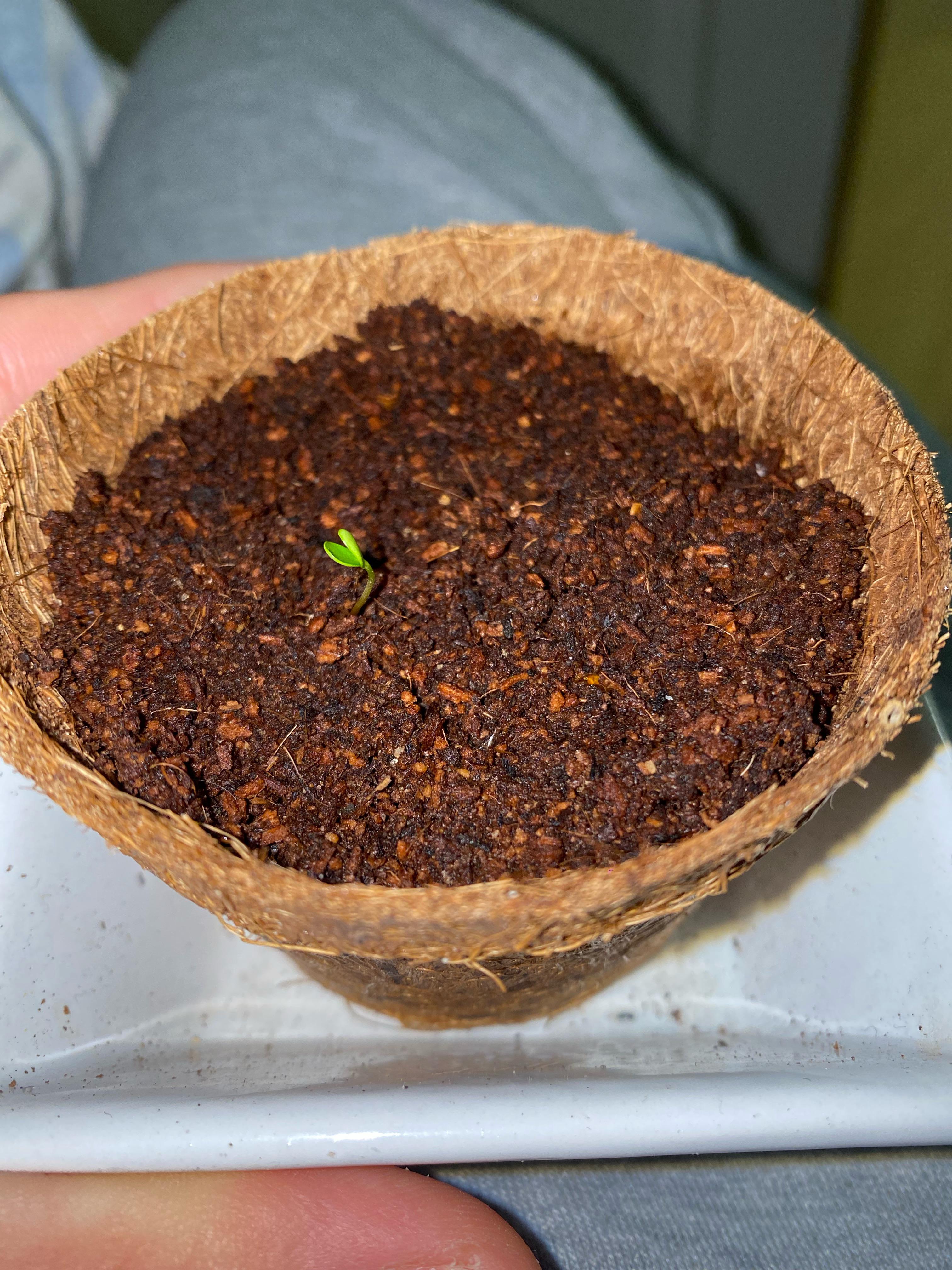 Plants and nutrients | Scrolller