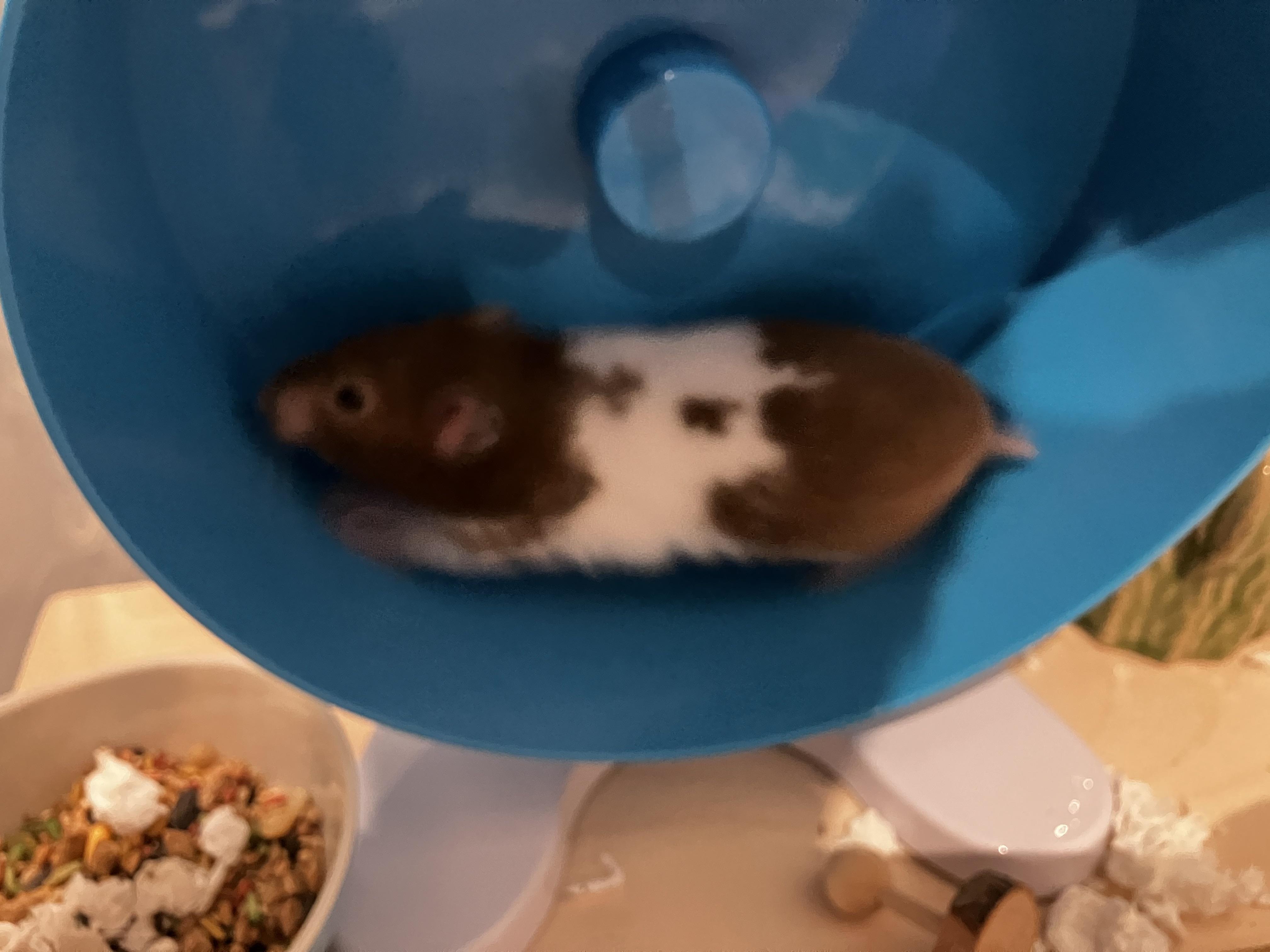 Finally upgraded her cage | Scrolller