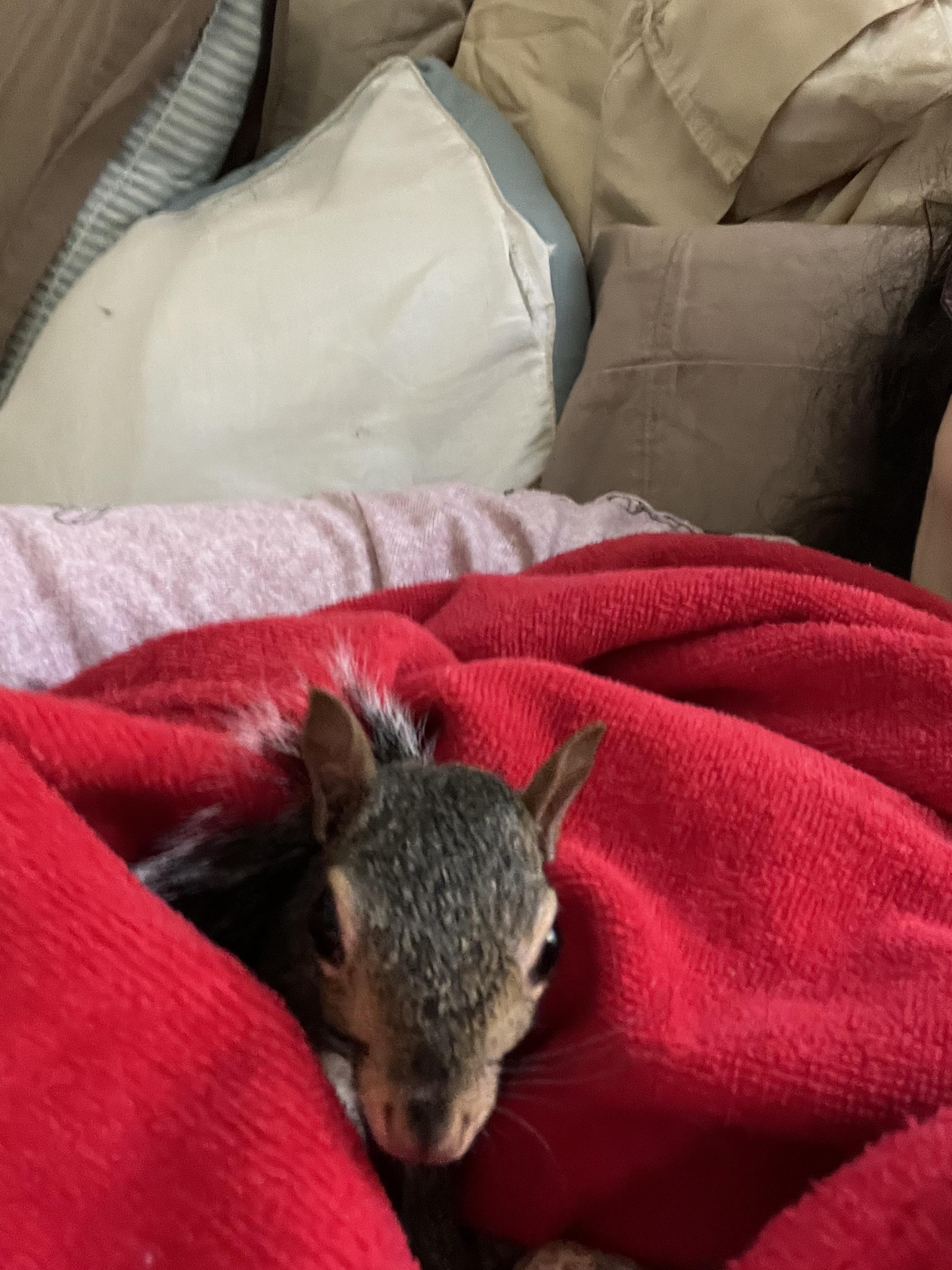 May I present Bruiser… | Scrolller