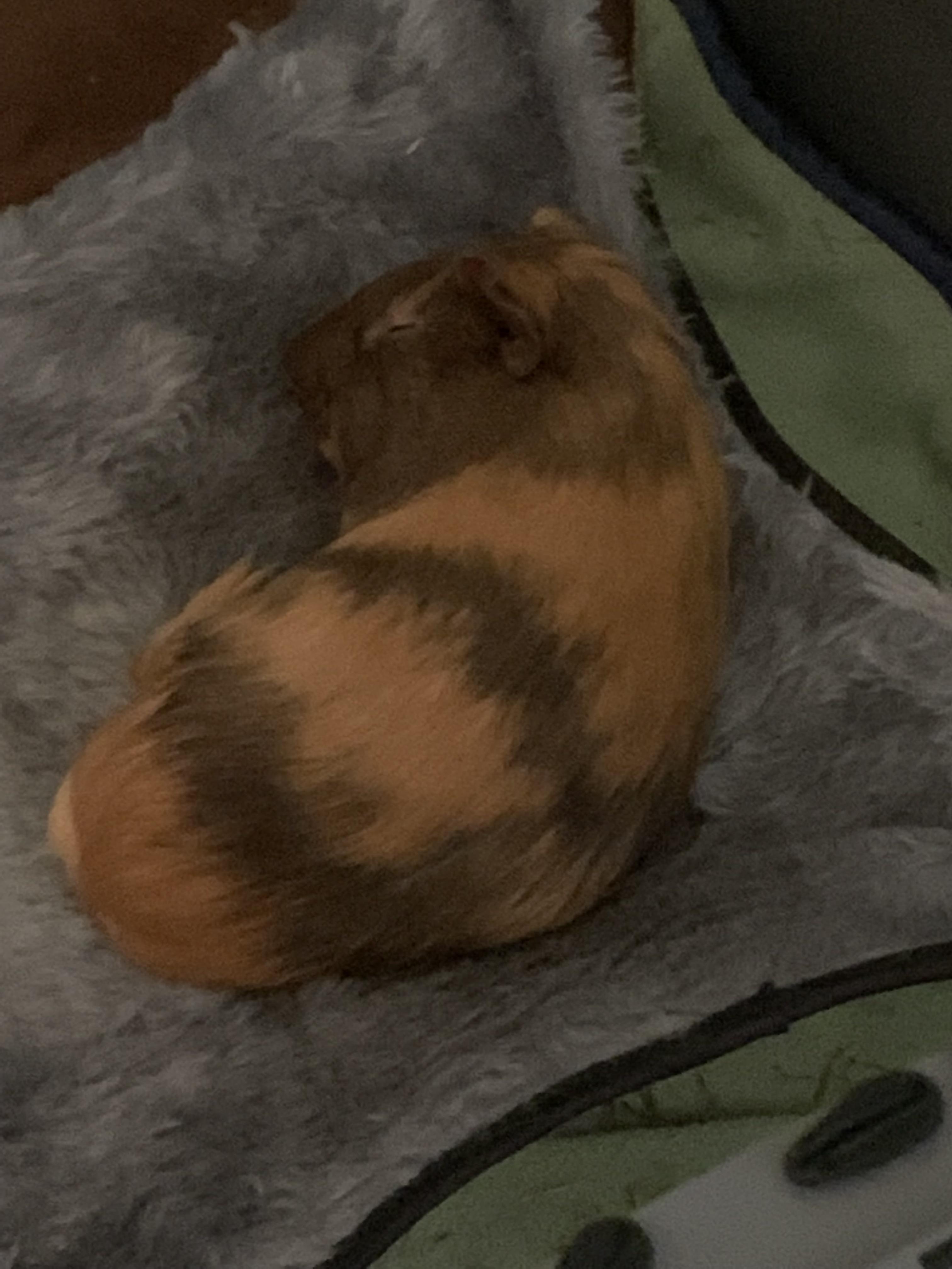 Sleepyhead | Scrolller