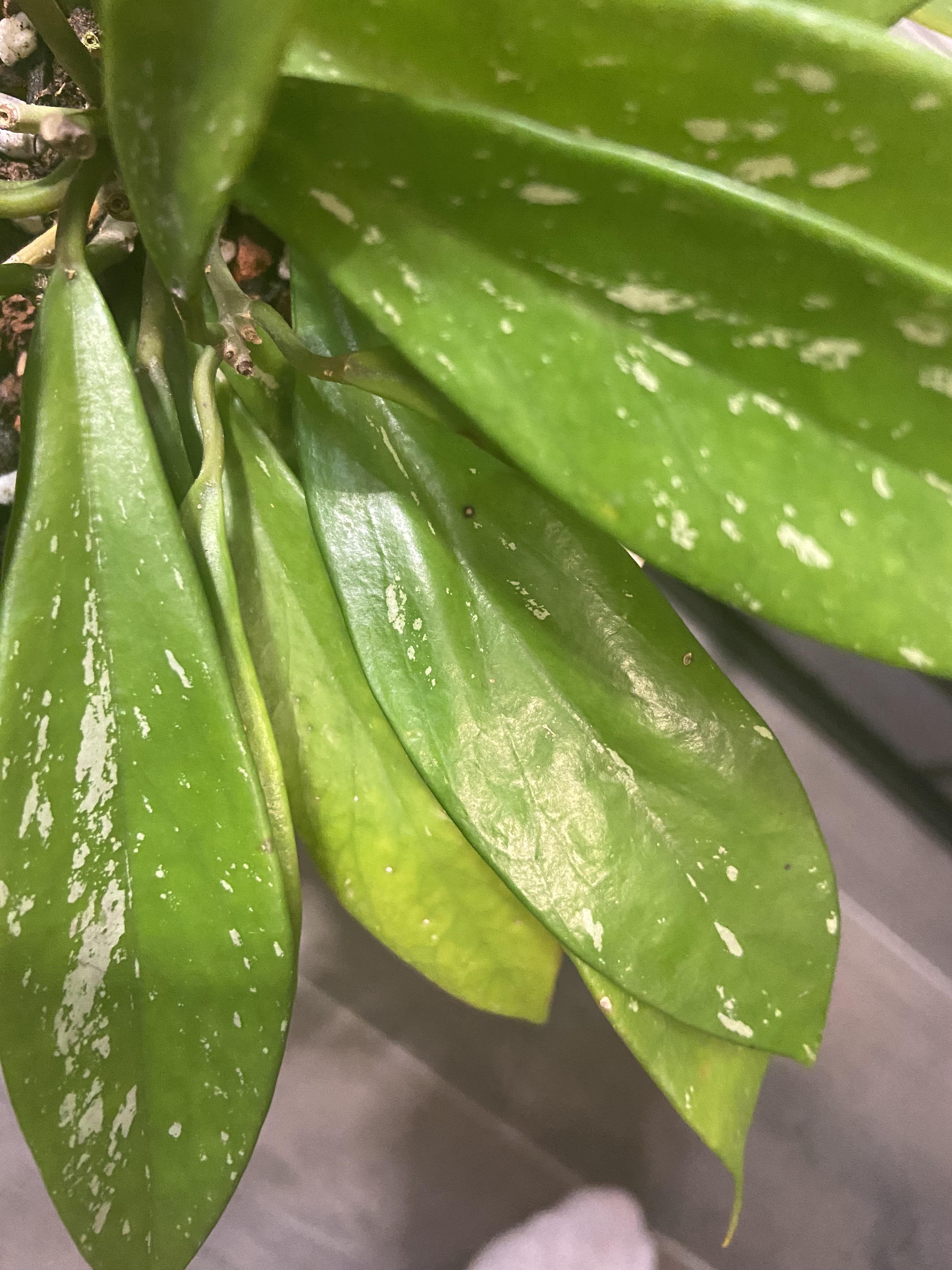 What are these spots? | Scrolller