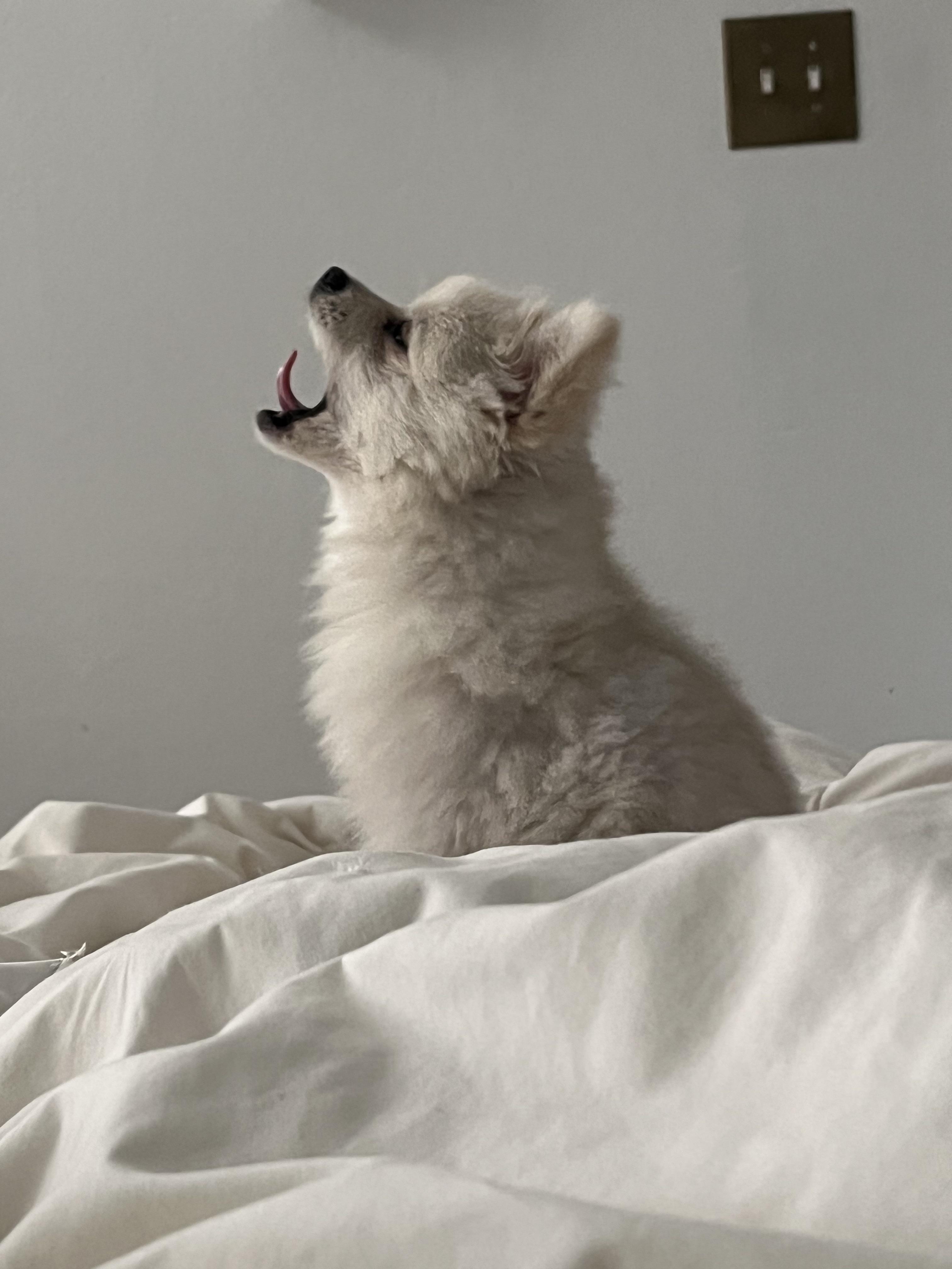 Caught Penny mid-yawn | Scrolller