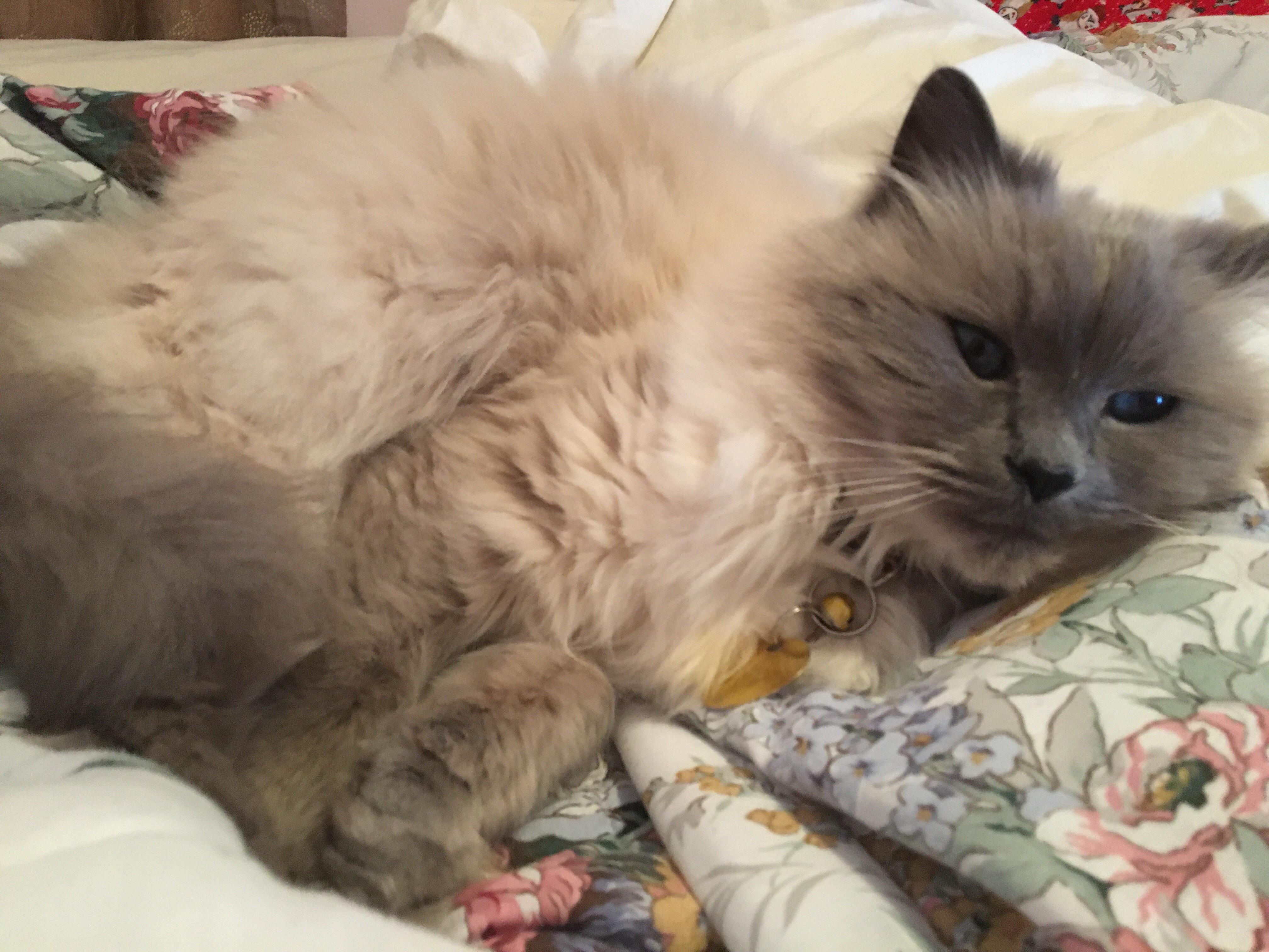 To whomever needs it; here is a collection of pictures of my cats | Scrolller