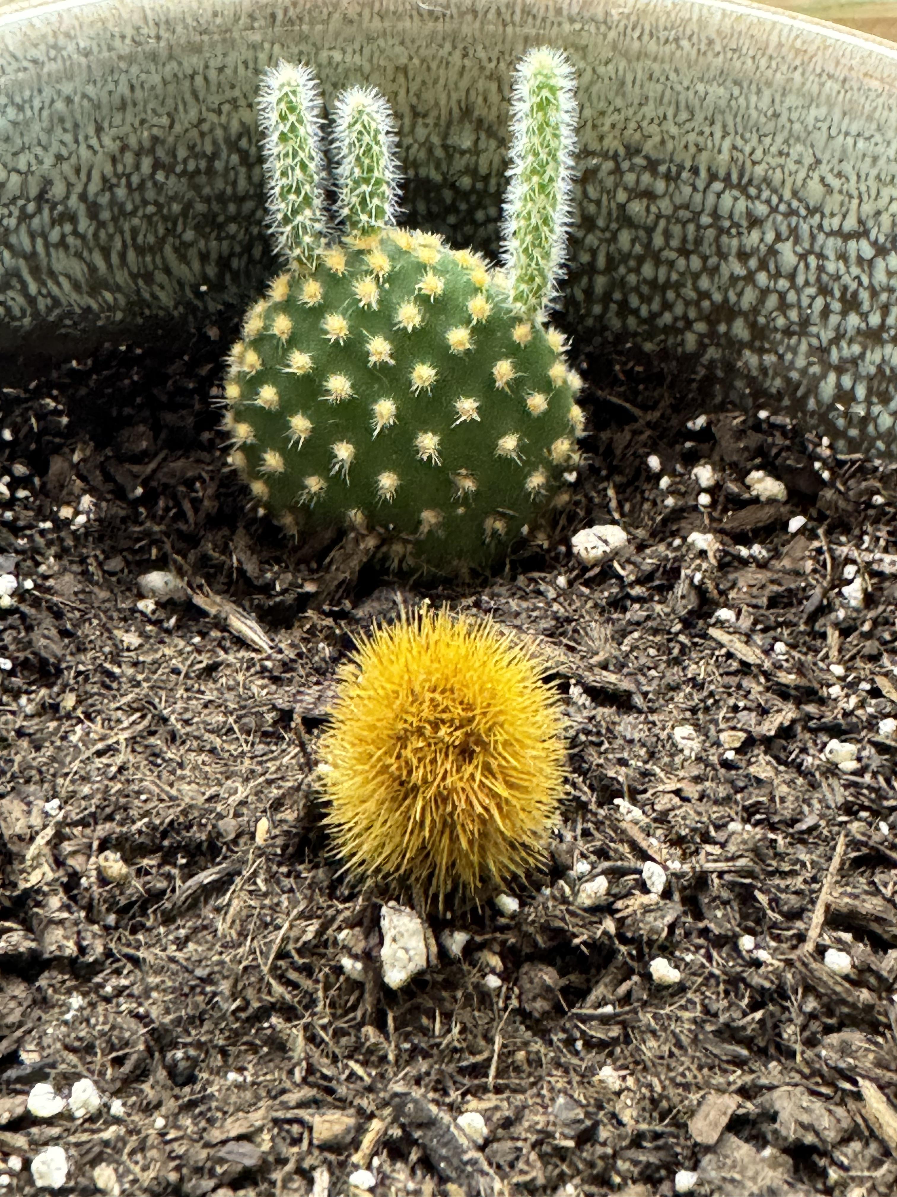 Salvaged cactus drying up? | Scrolller