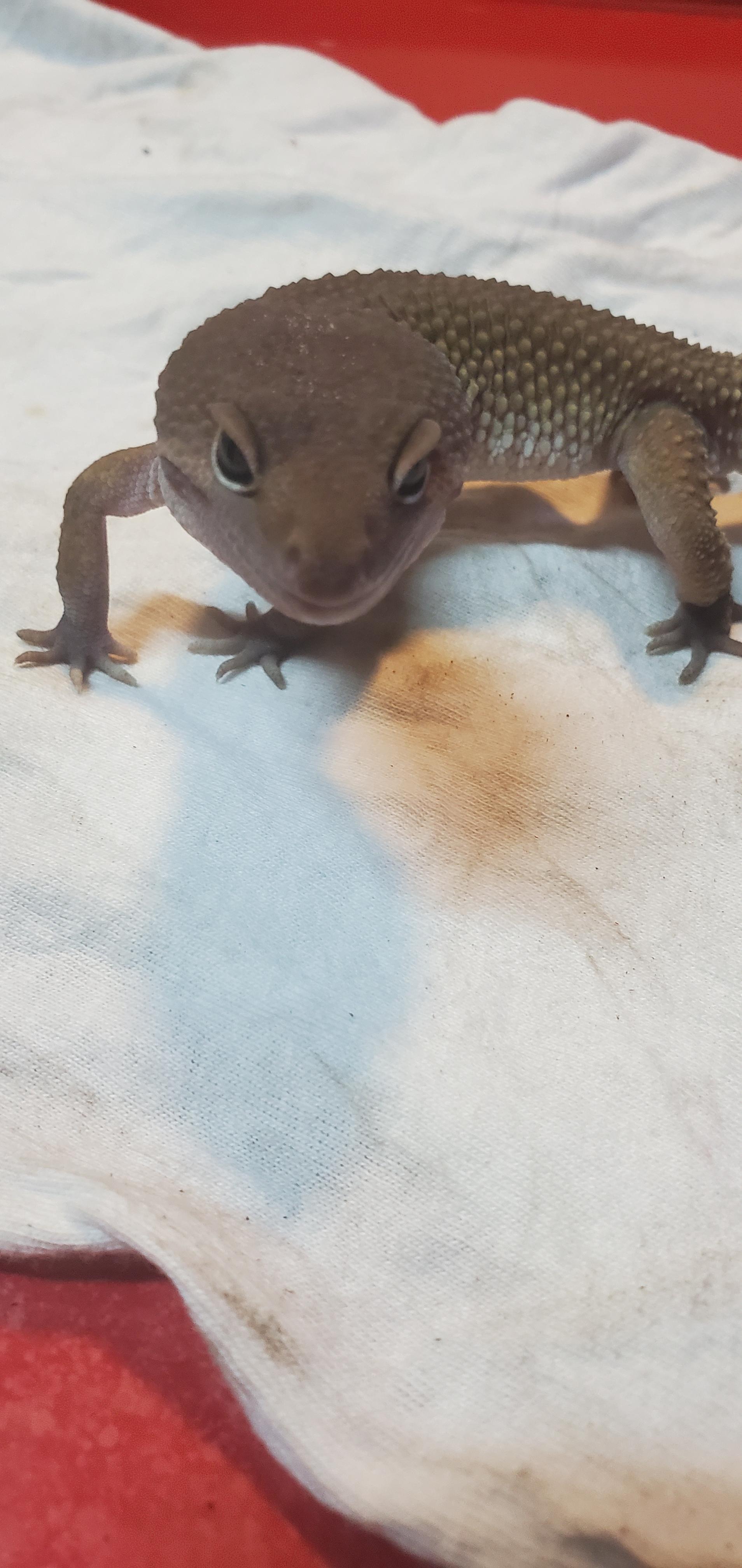 Morph identification | Scrolller