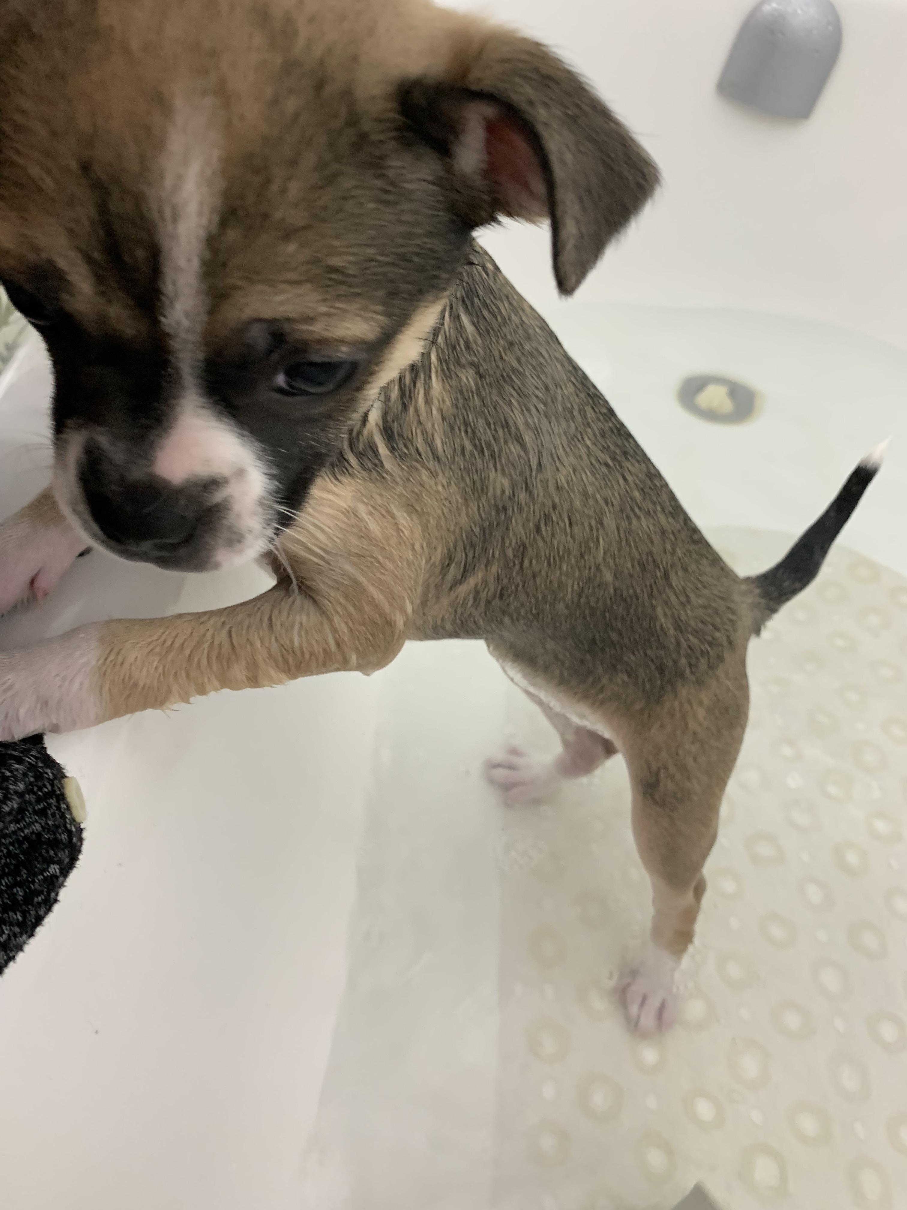 Everybody feel bad for Mabel; its her first bath. | Scrolller