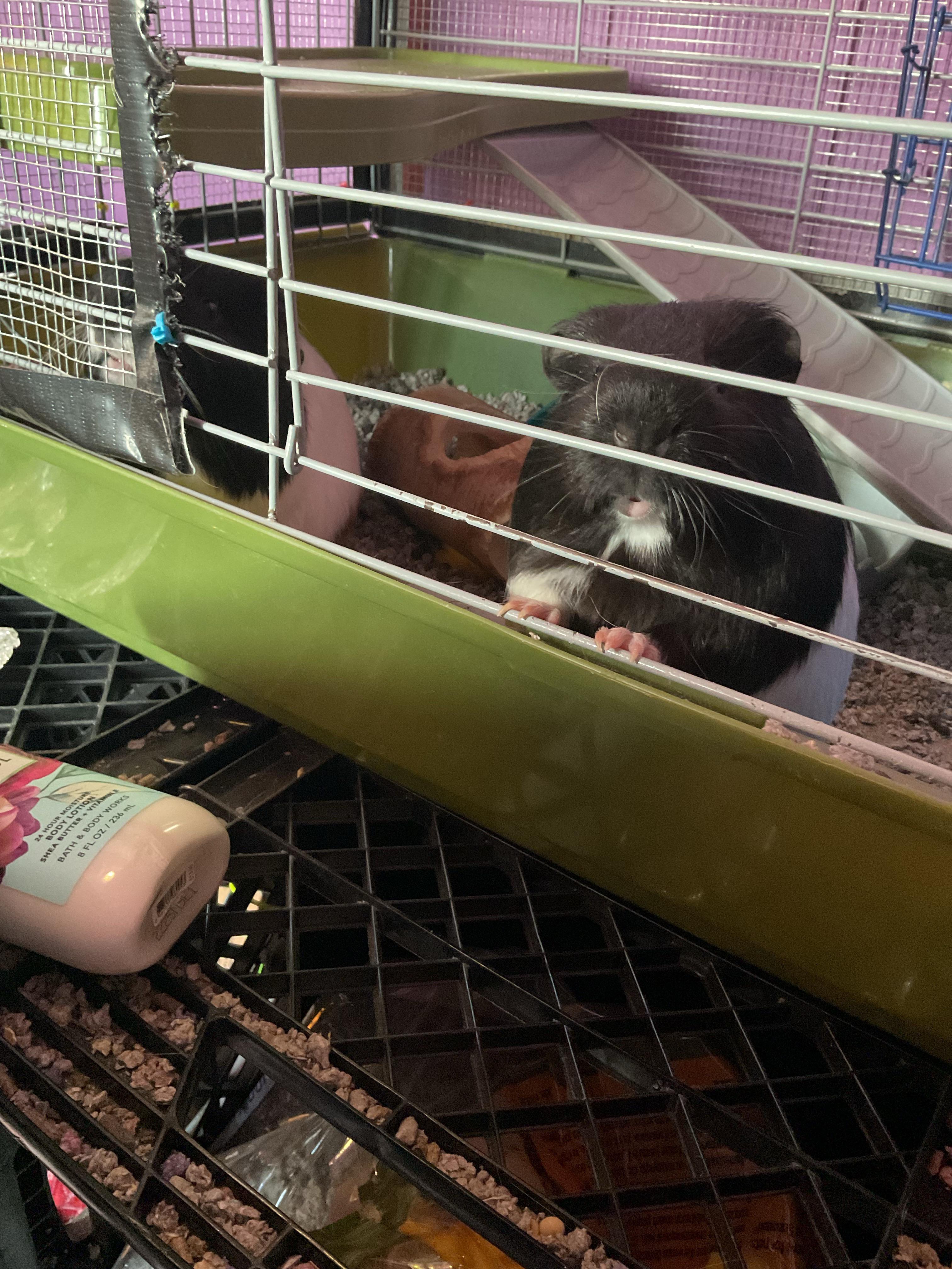 Rate my before and after set up. It’s a work in progress. I’m going to expand their cage, and ...