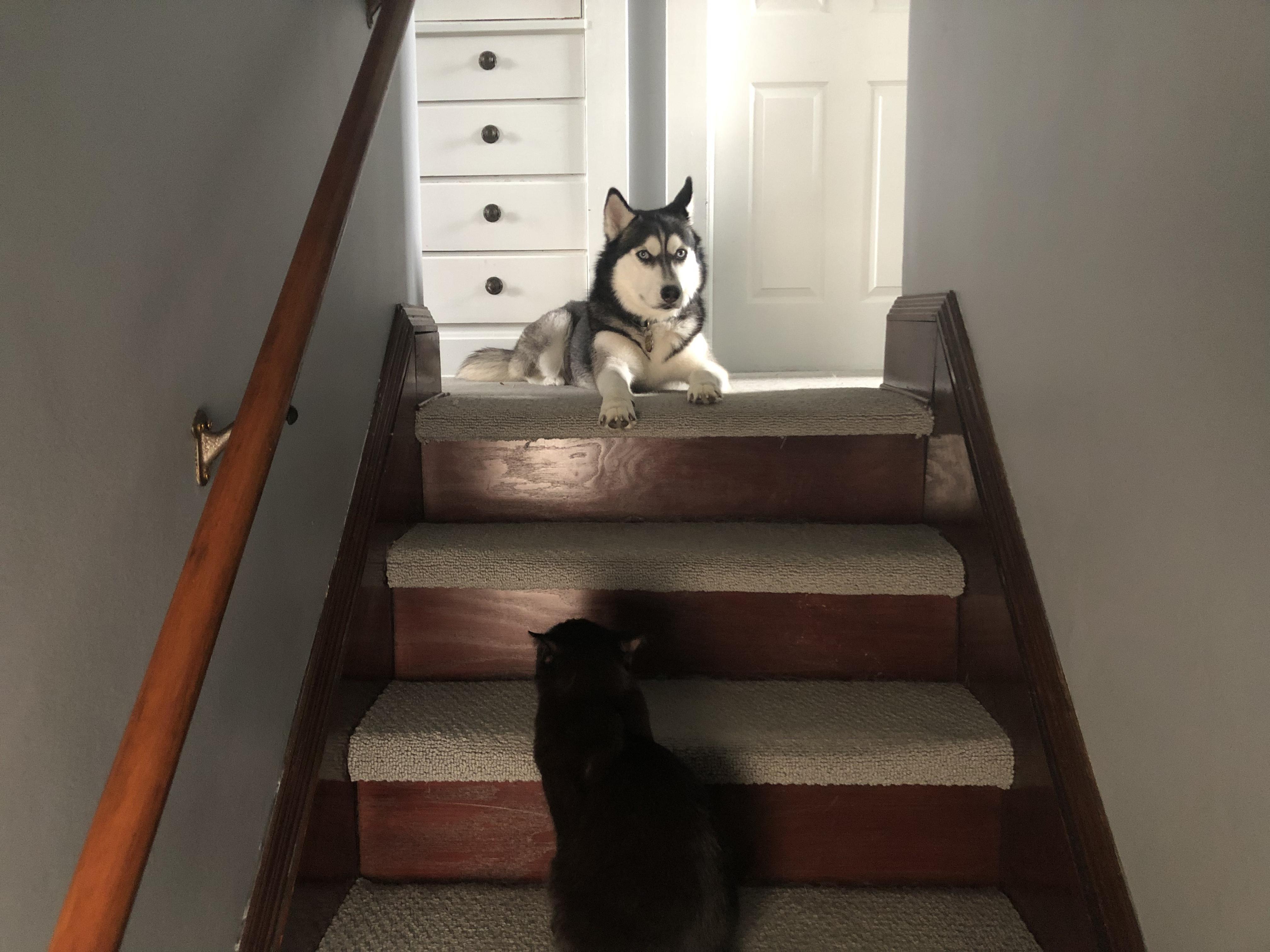 “you shall not pass!” (maggie always guards the stairs so the cats can’t go up) | Scrolller