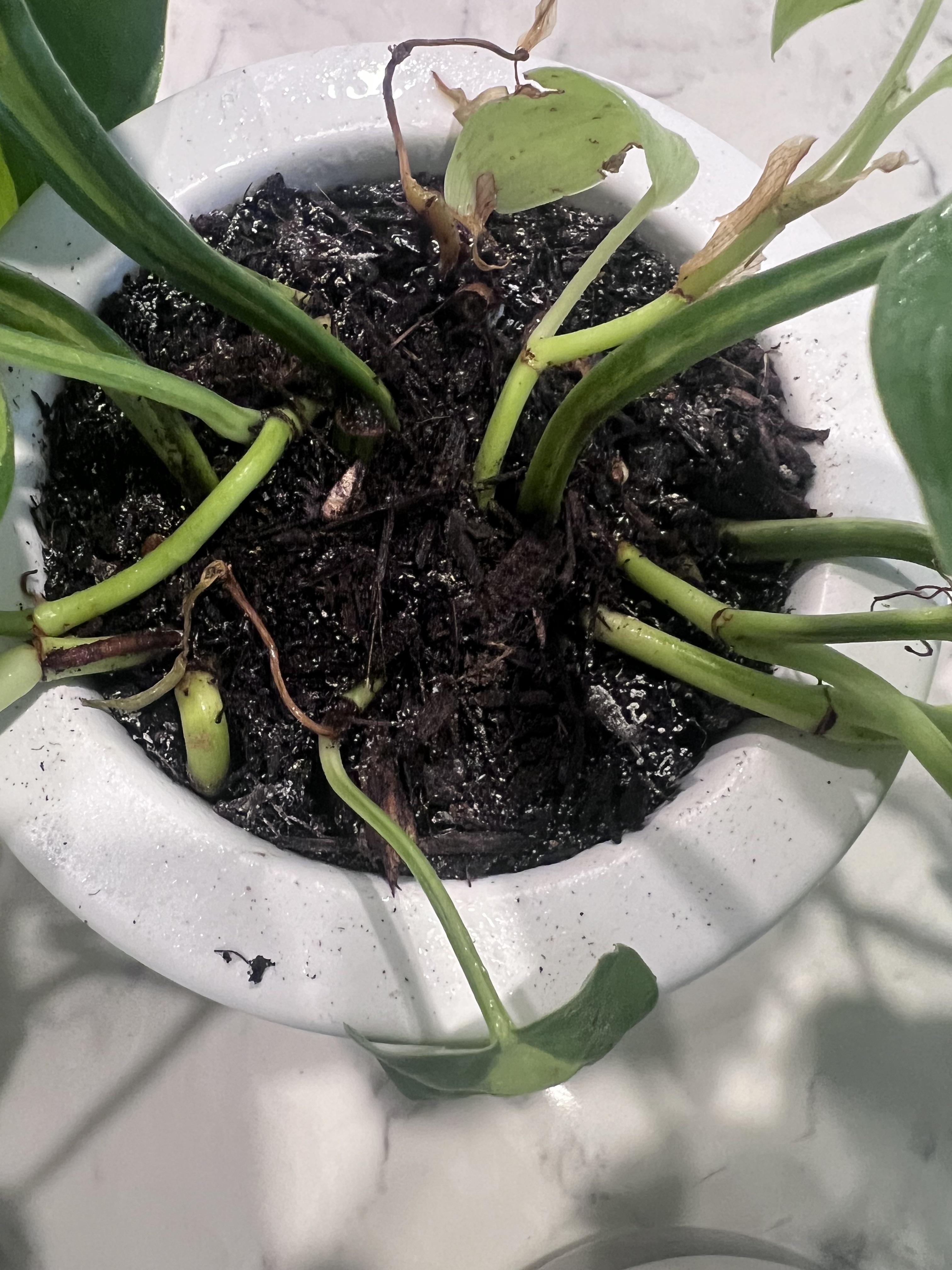 What’s this white stuff, mold? | Scrolller