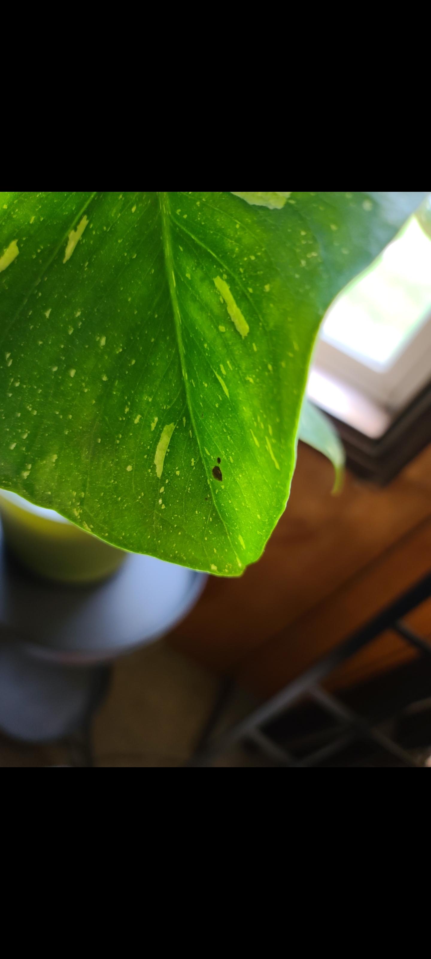 New Thai Constellation developing brown spot. | Scrolller