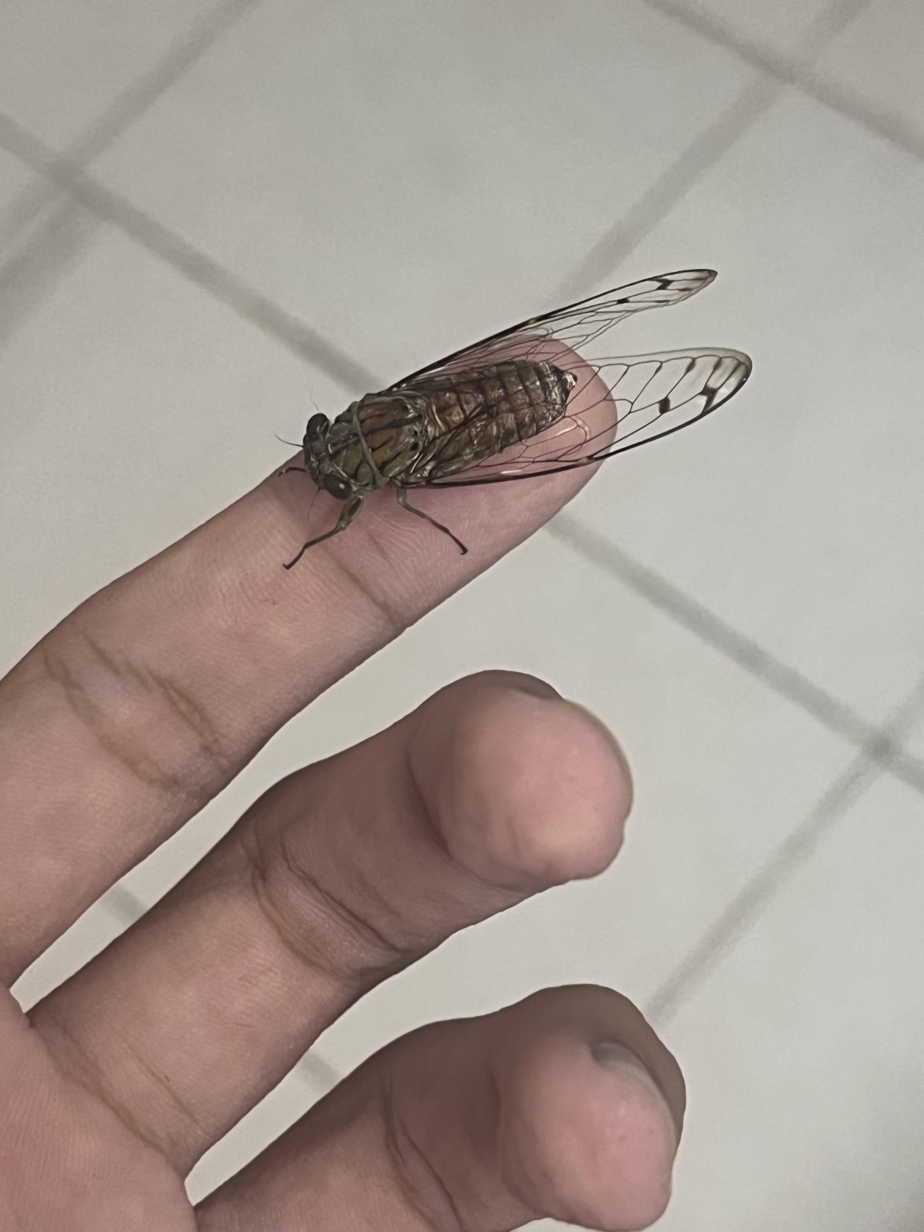 Critters ive obtained so far :) | Scrolller