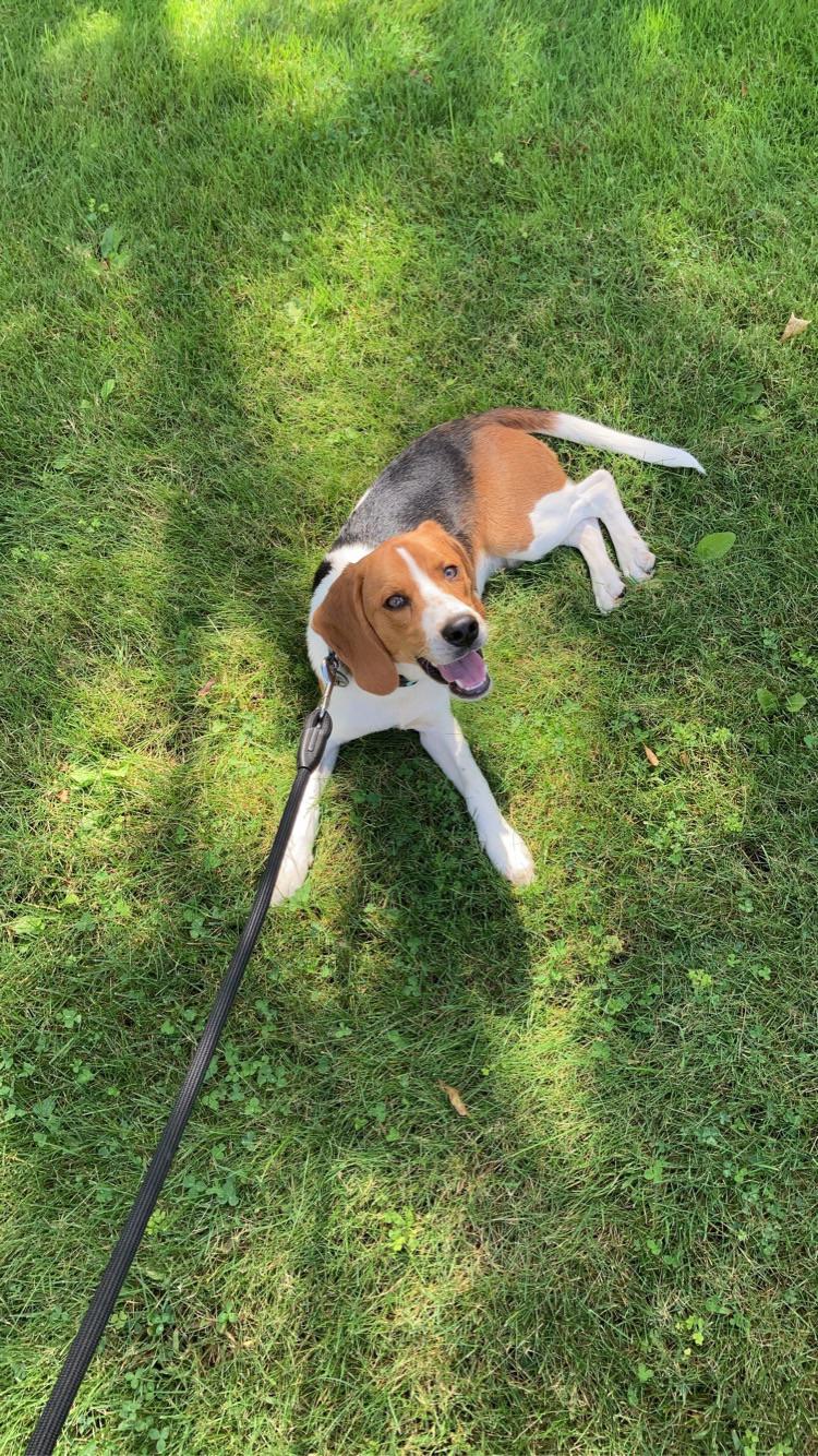 Meet Leo! | Scrolller