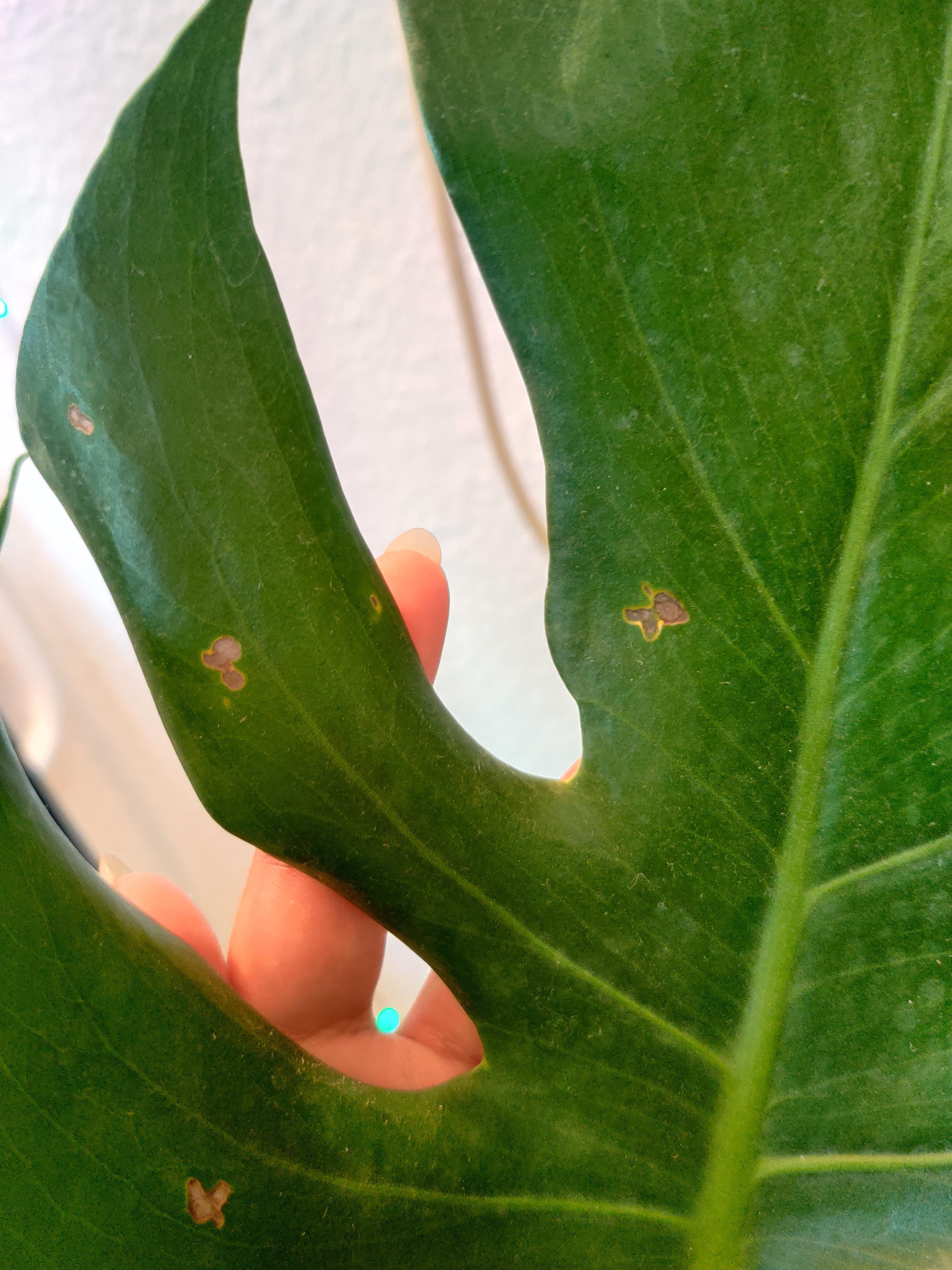 Brown spots on the leaf | Scrolller